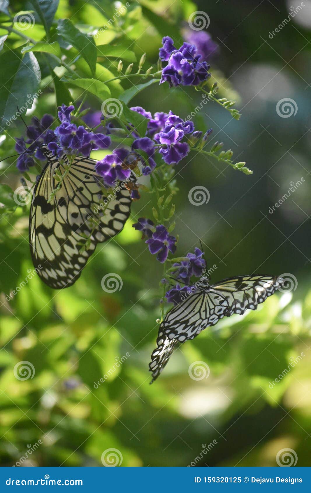 Spring Garden with Butterflies and Flowers in Bloom Stock Image - Image ...