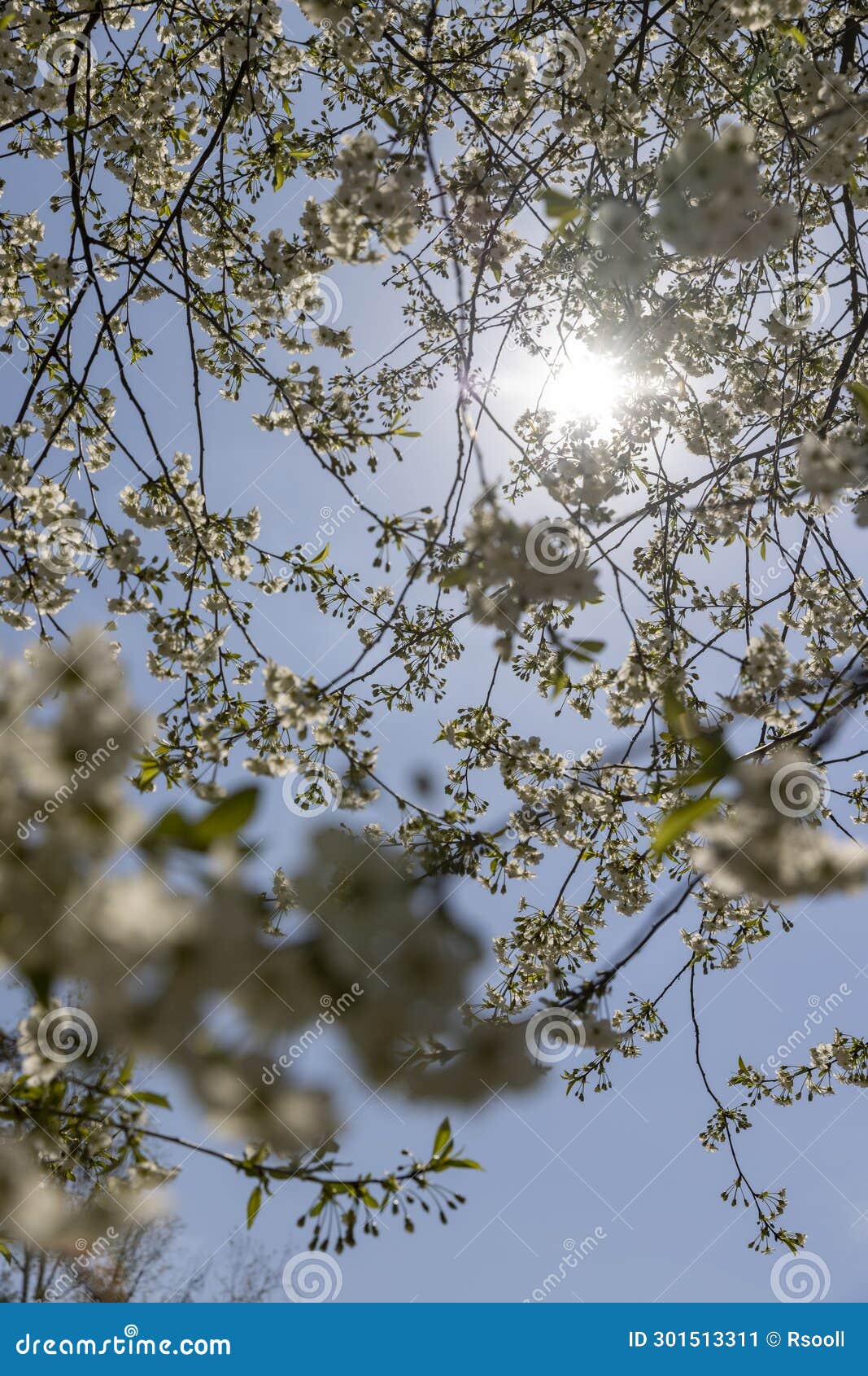 Spring Garden with Cherry Blossoms in Sunny Weather Stock Image - Image ...