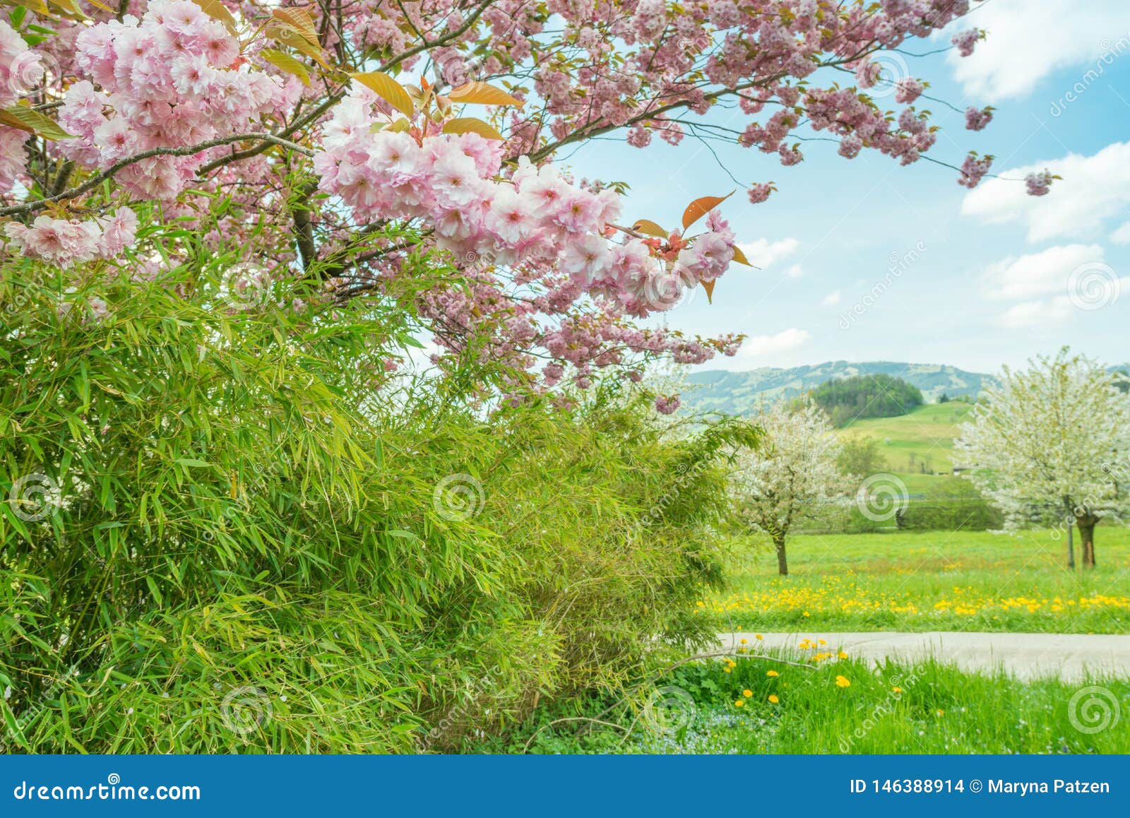 Spring in the Garden. Cherry Tree in Full Bloom Stock Photo - Image of ...
