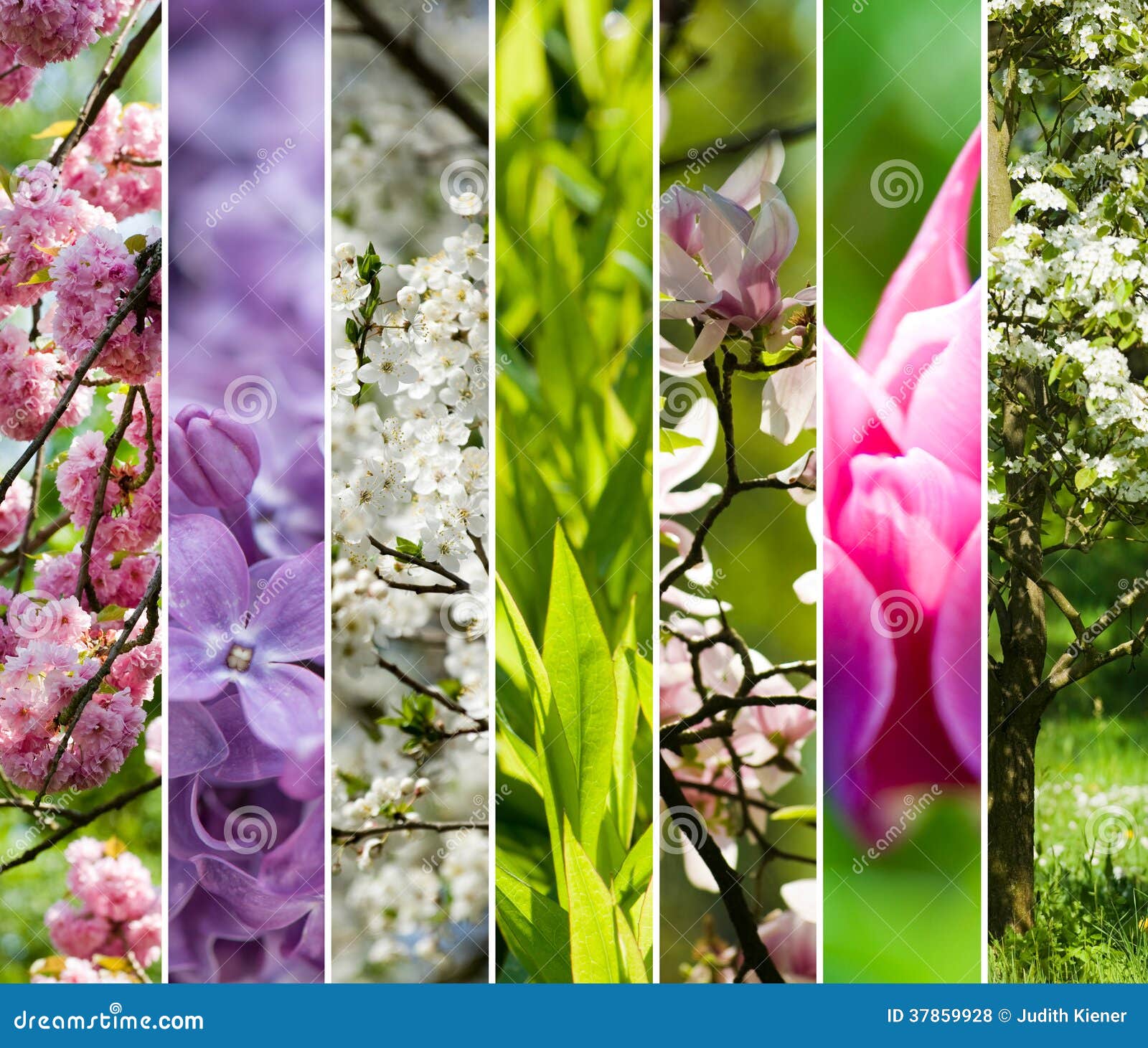 Spring garden collage stock photo. Image of green, garden - 37859928