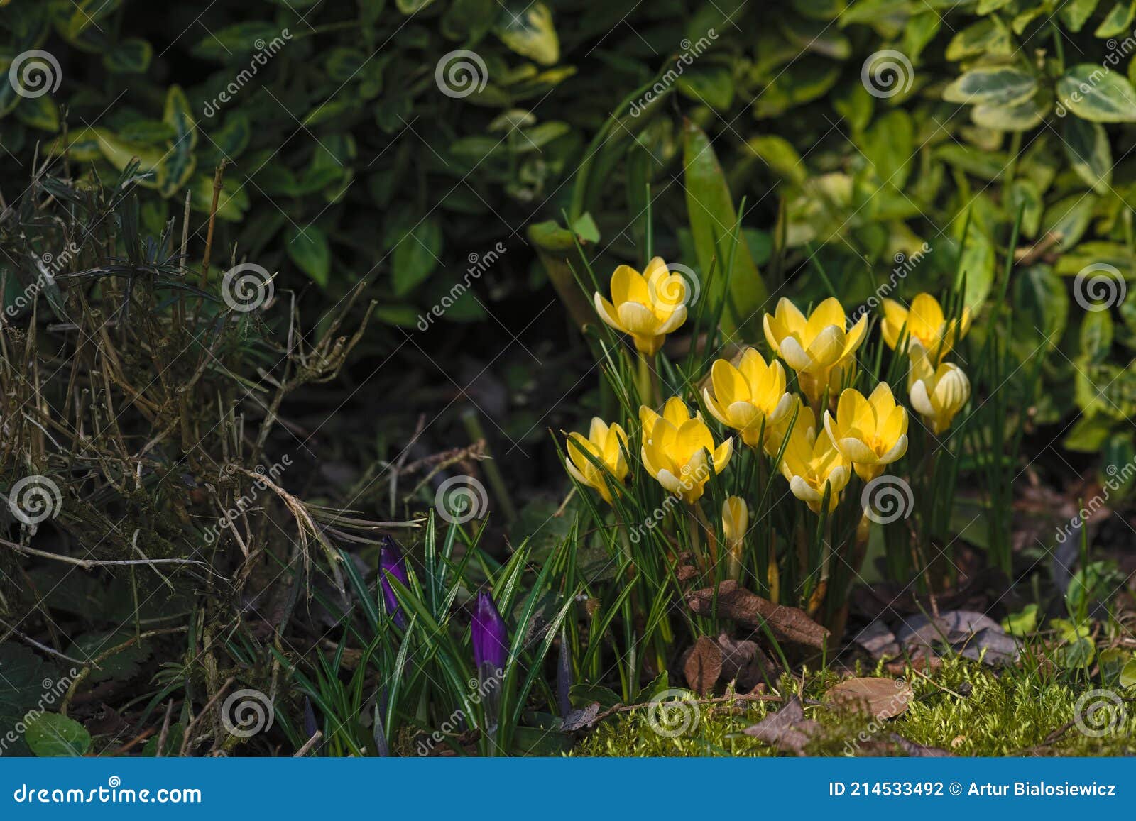 Crocus on a Green Background Stock Photo - Image of crocus, colorful ...