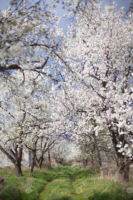 The Spring in the Garden - Flourishing Fruit Trees Stock Image - Image ...