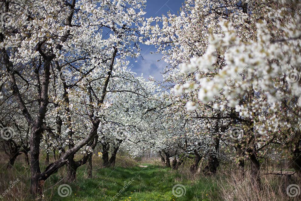 The Spring in the Garden - Flourishing Fruit Trees Stock Image - Image ...