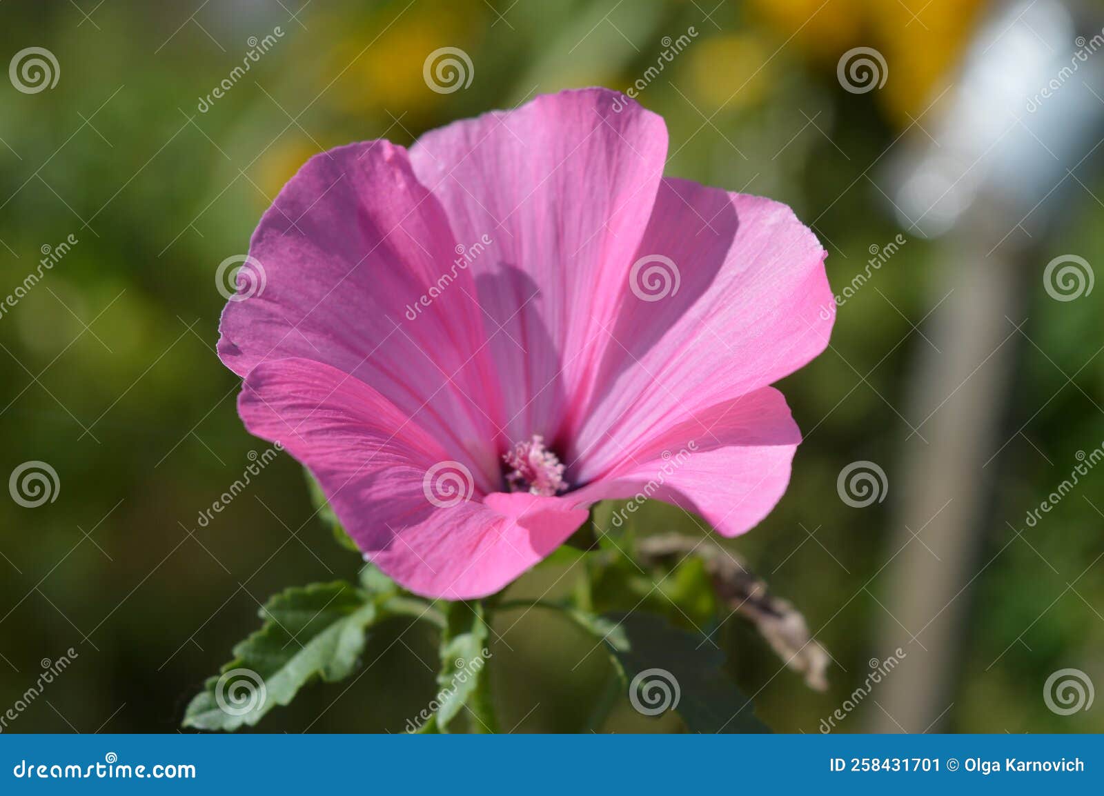 Spring in the Garden and a Flower Close-up. Stock Image - Image of leaf ...