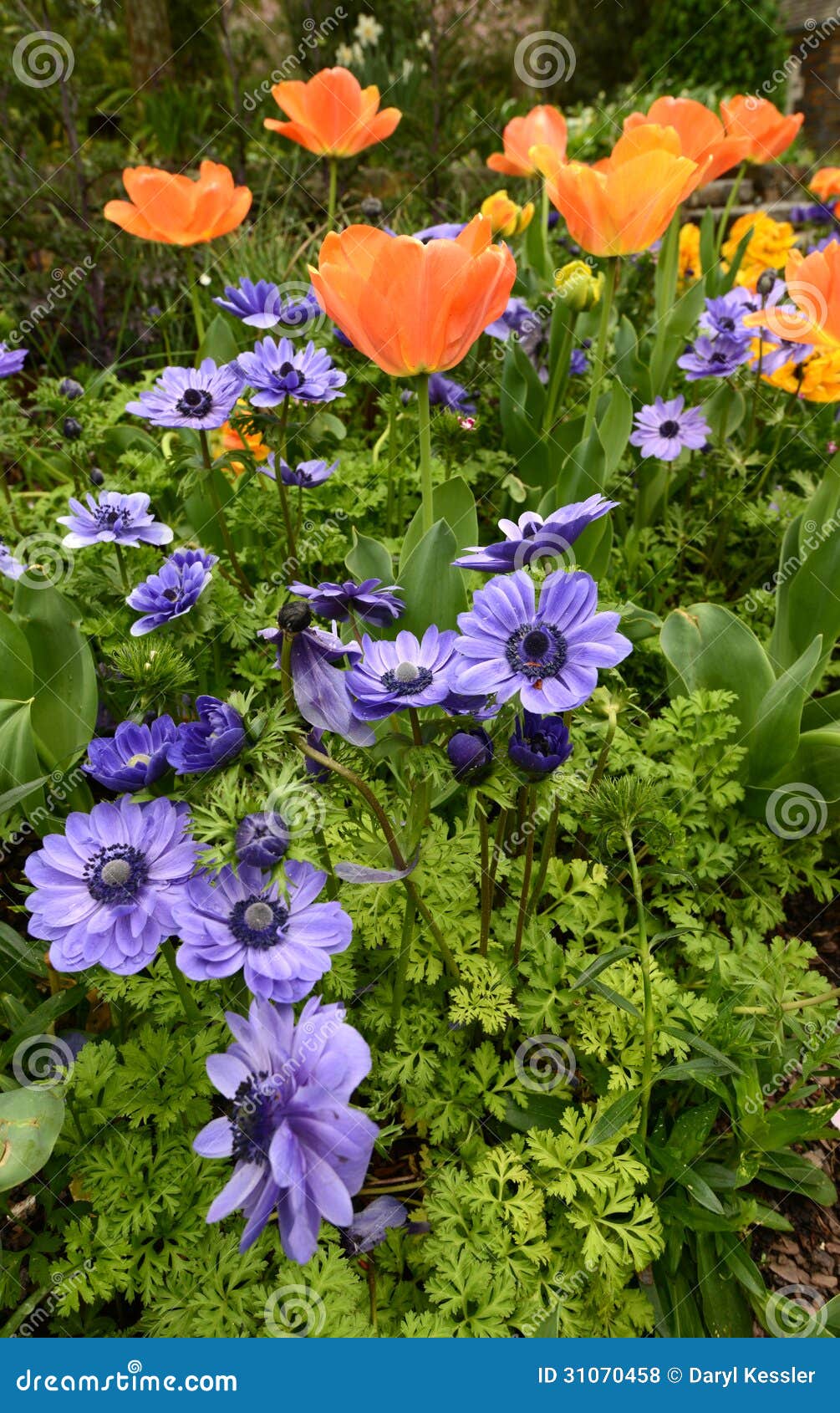 Spring Garden Flowers stock photo. Image of formal, carolina - 31070458