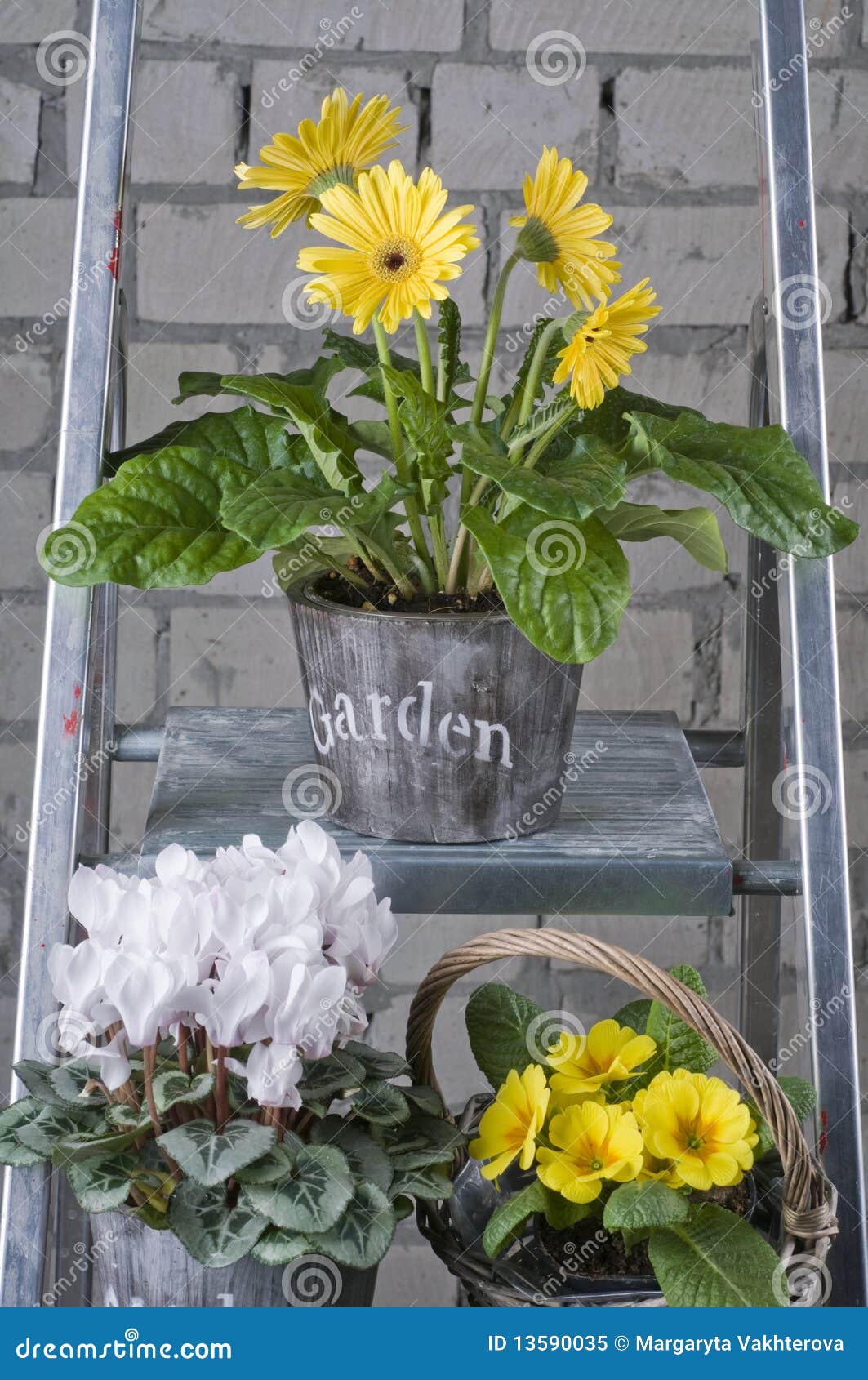 Spring Garden Flowers in Pots Stock Image - Image of indoors, potted ...