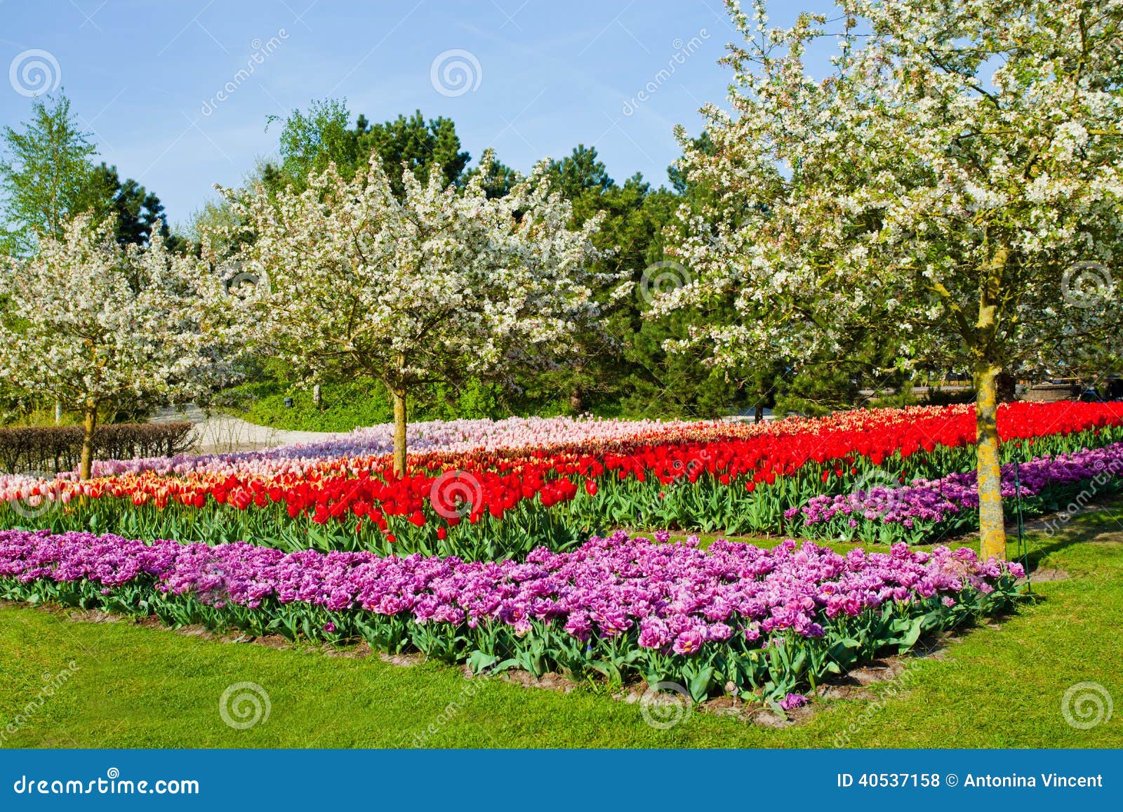 Spring garden landscape stock photo. Image of garden - 40537158