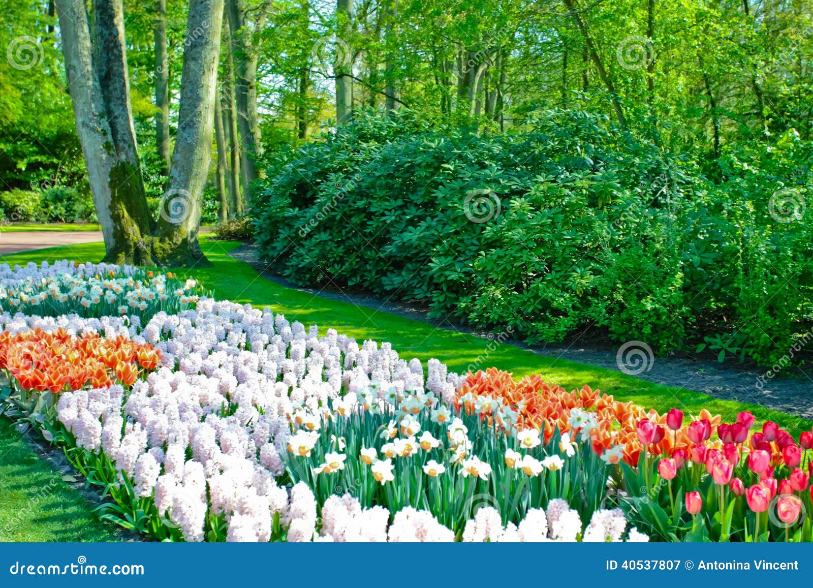 Spring garden landscape stock image. Image of daffodil - 40537807