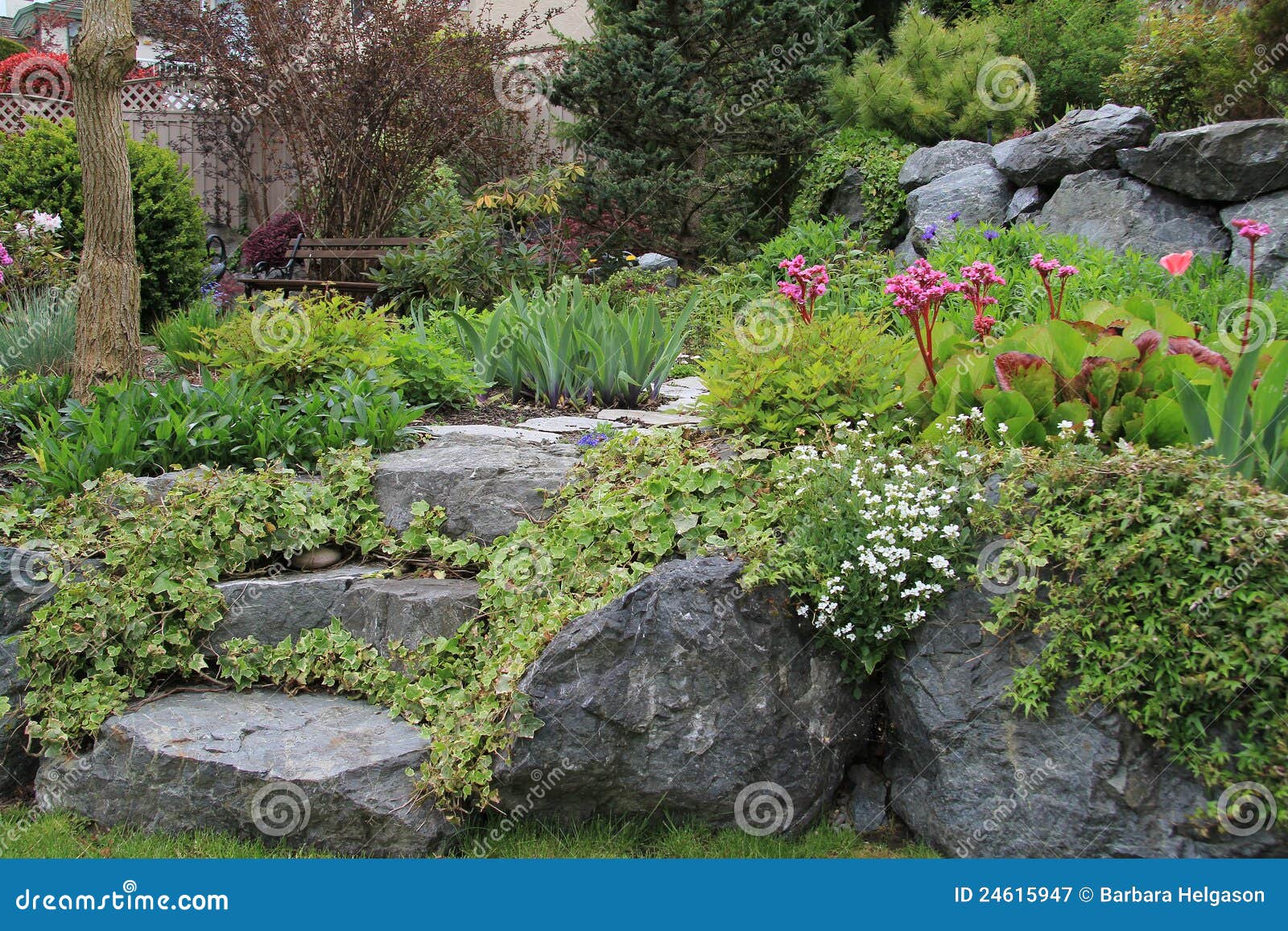 Spring garden path stock image. Image of candytuft, bergenia - 24615947