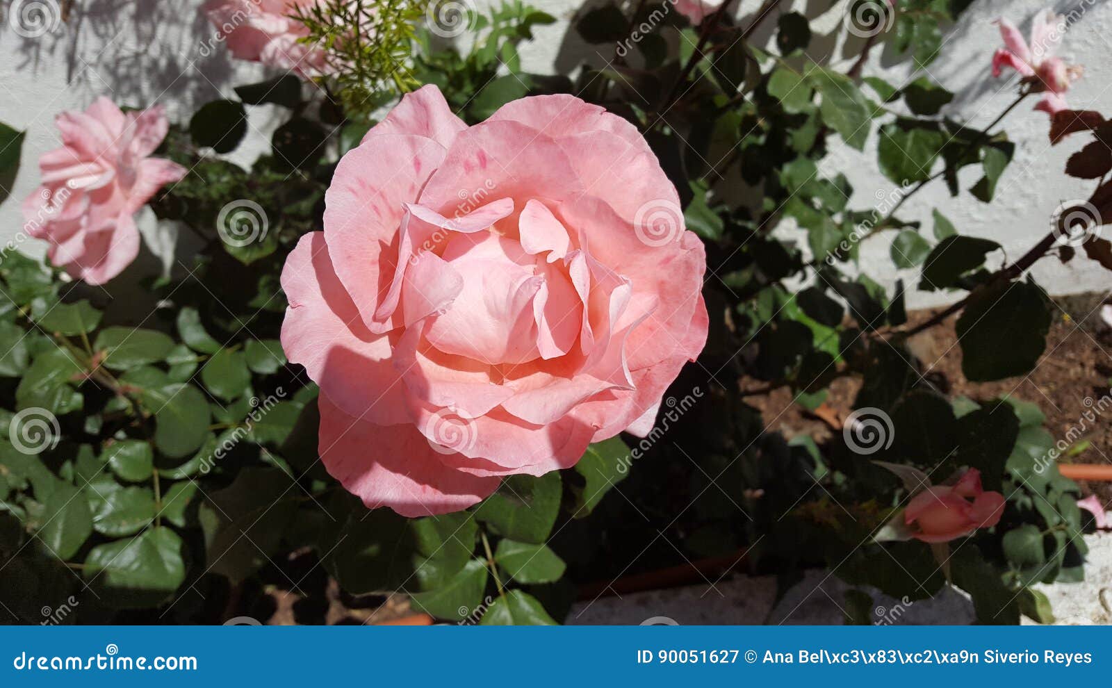 Spring garden rose stock image. Image of spring, flower - 90051627