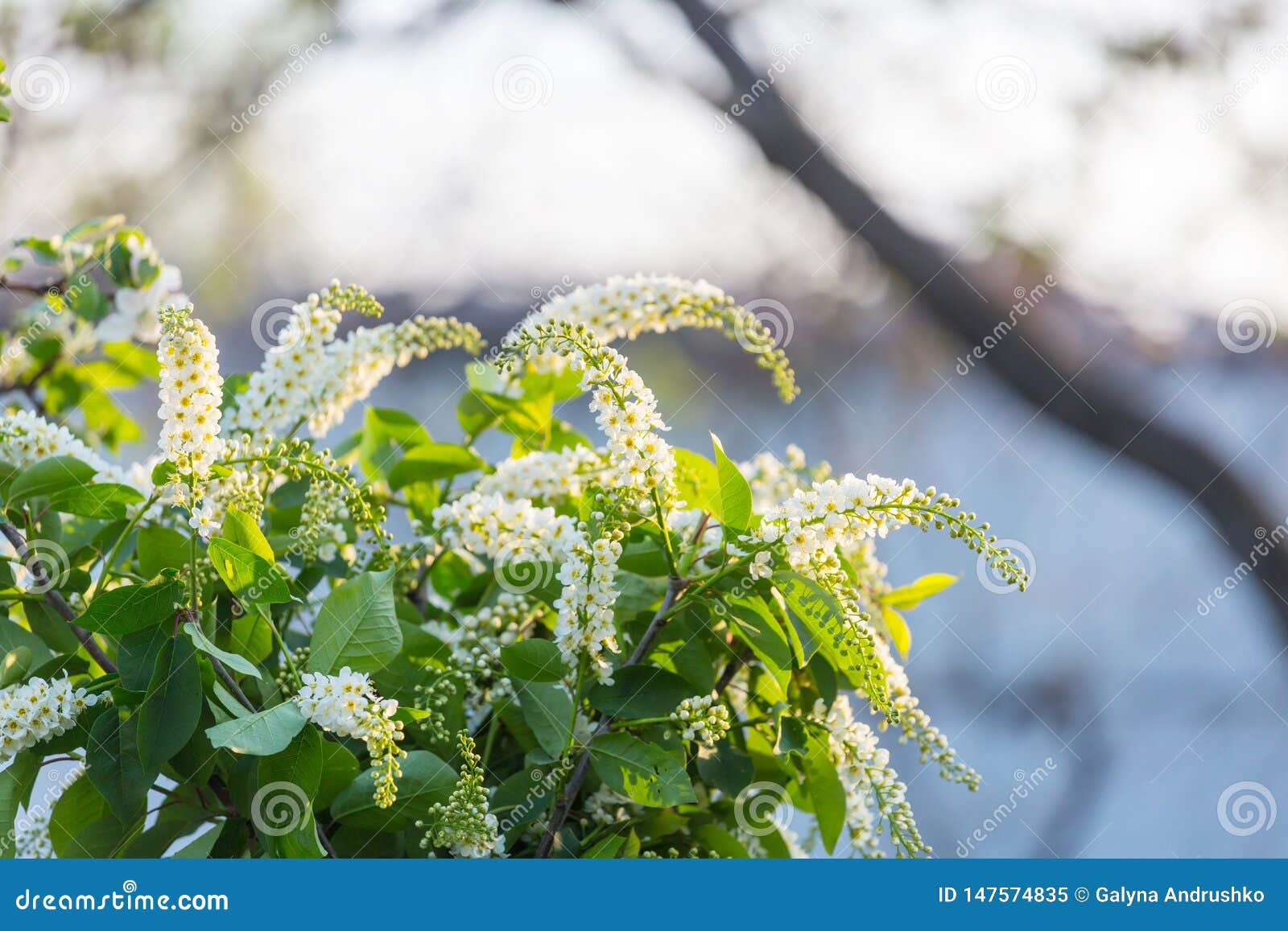 Spring garden stock image. Image of environment, bunch - 147574835