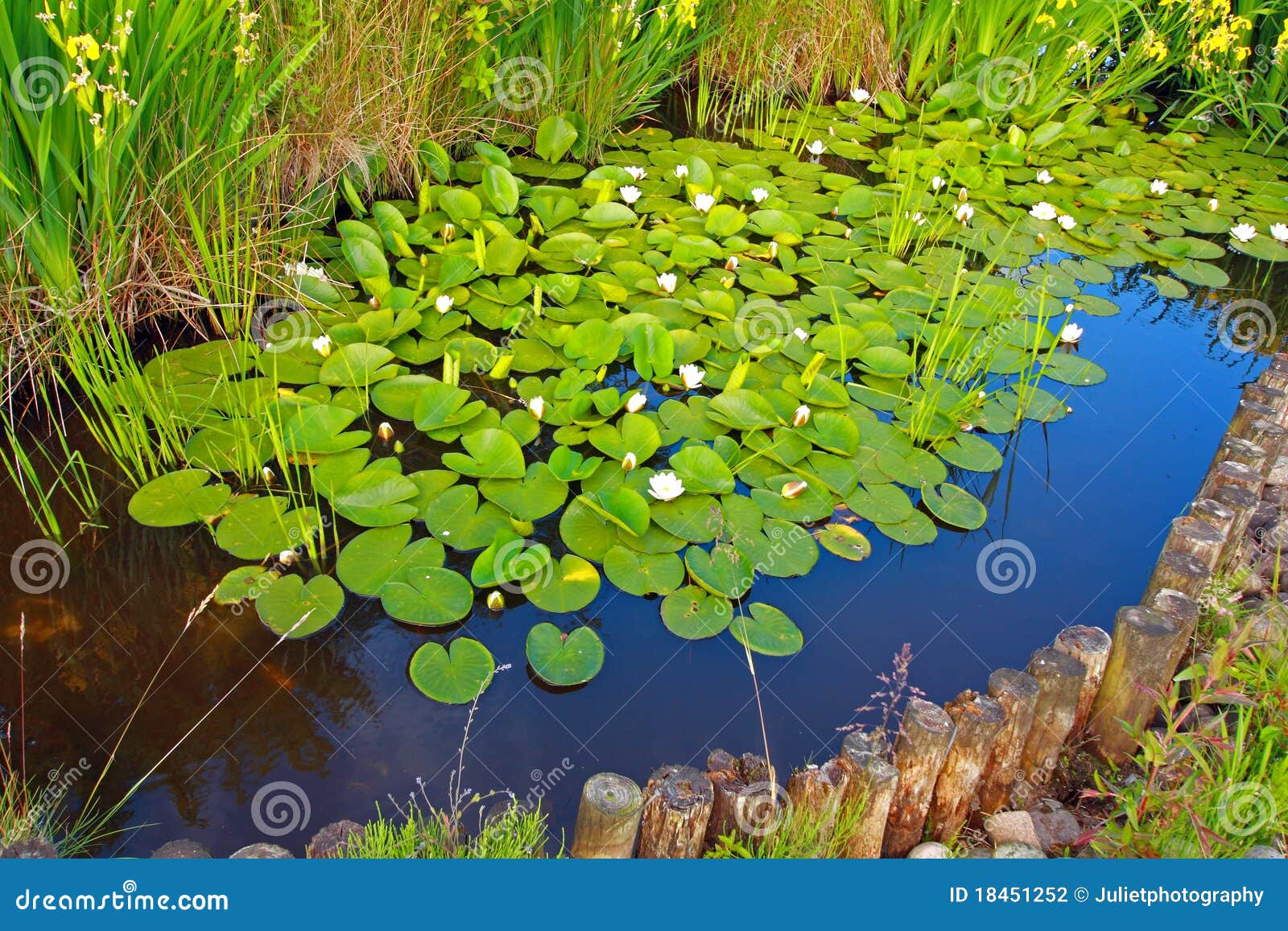 Spring Garden with Water Lilies Stock Photo - Image of garden, leaf ...
