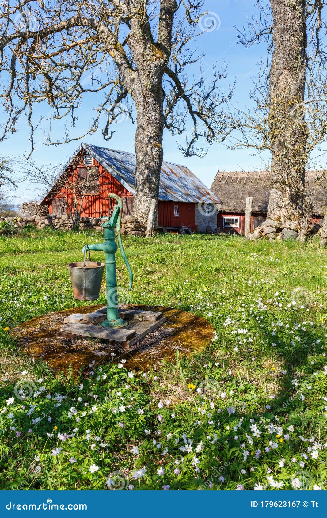 Spring Garden with a Water Pump and Blooming Wood Anemones Stock Image ...
