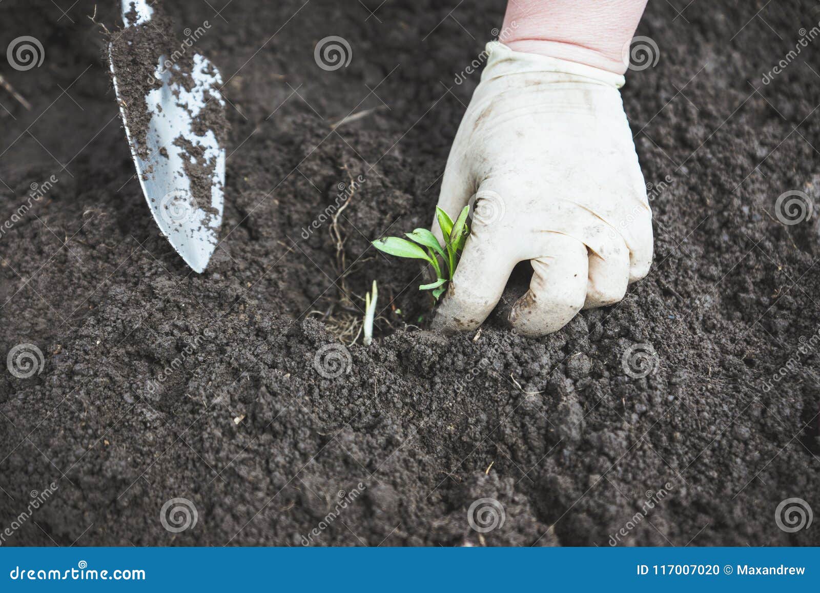 Spring garden work stock photo. Image of work, hobby - 117007020