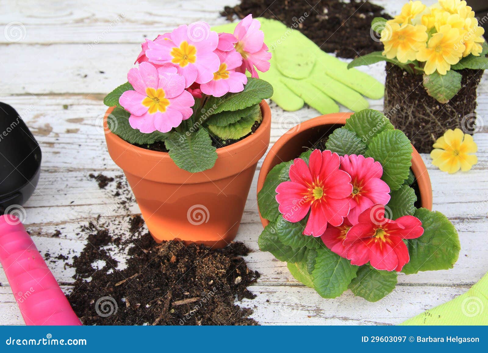 Spring gardening: Primulas stock image. Image of hobby - 29603097