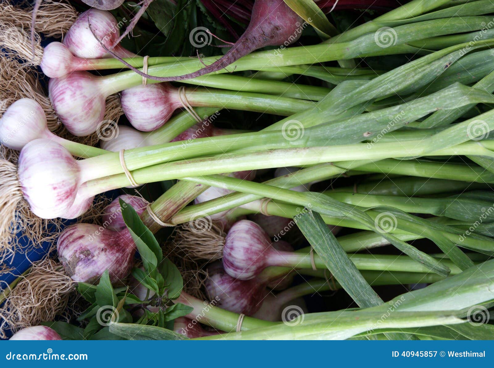 Spring Garlic, Allium Sativum Stock Image - Image of ring, garlic: 40945857