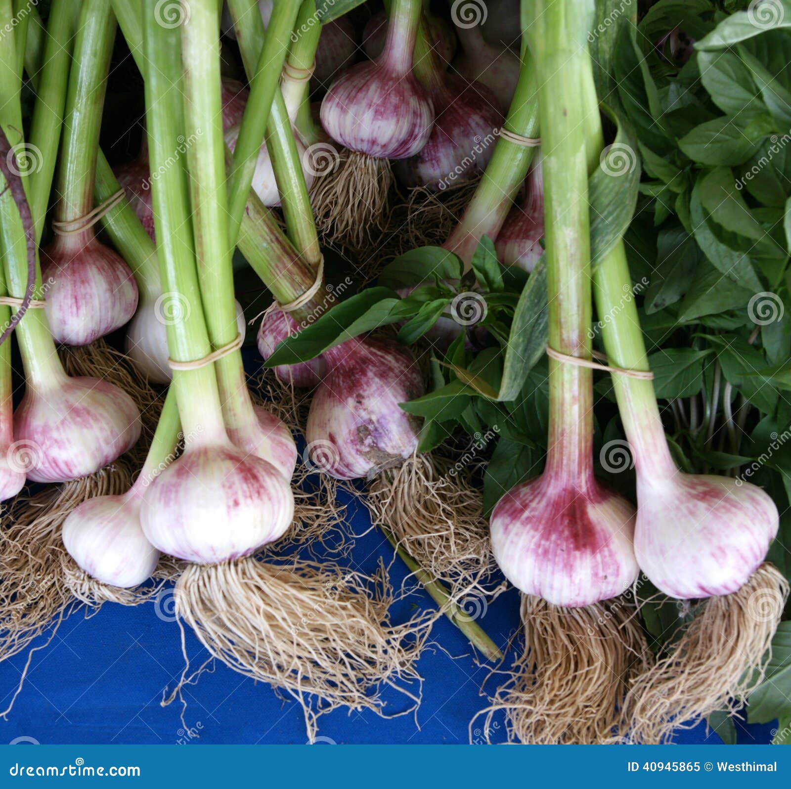 Spring Garlic, Allium Sativum Stock Image - Image of flat, plant: 40945865