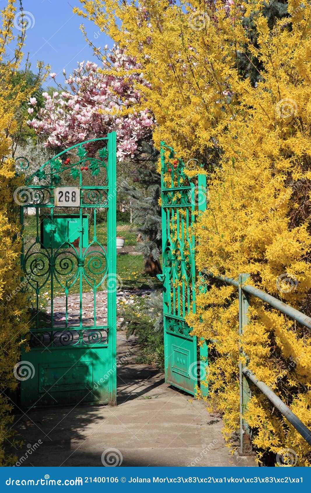 Spring gate stock photo. Image of happy, forsythia, bush - 21400106