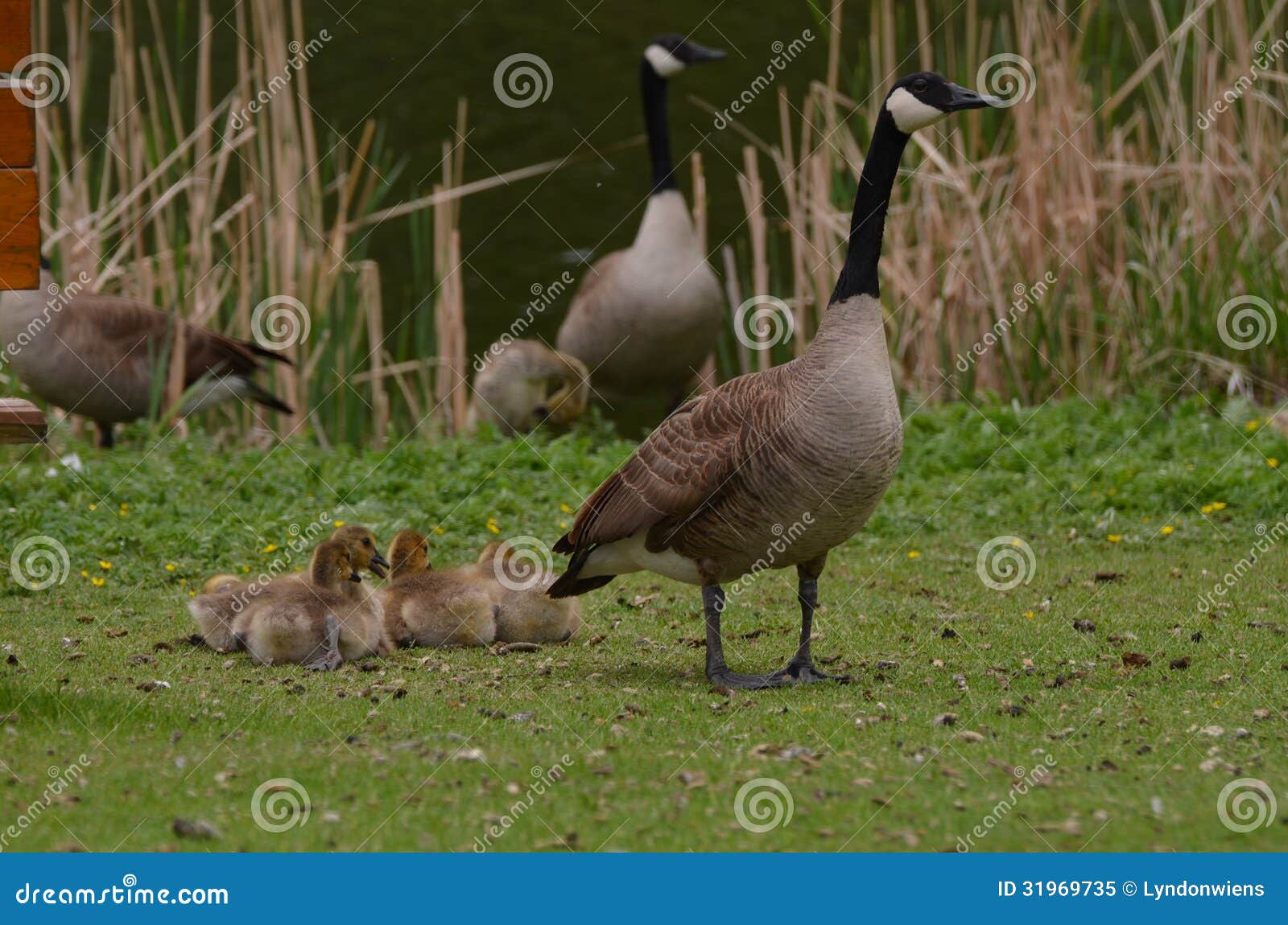 Spring geese stock image. Image of canadian, goslings - 31969735