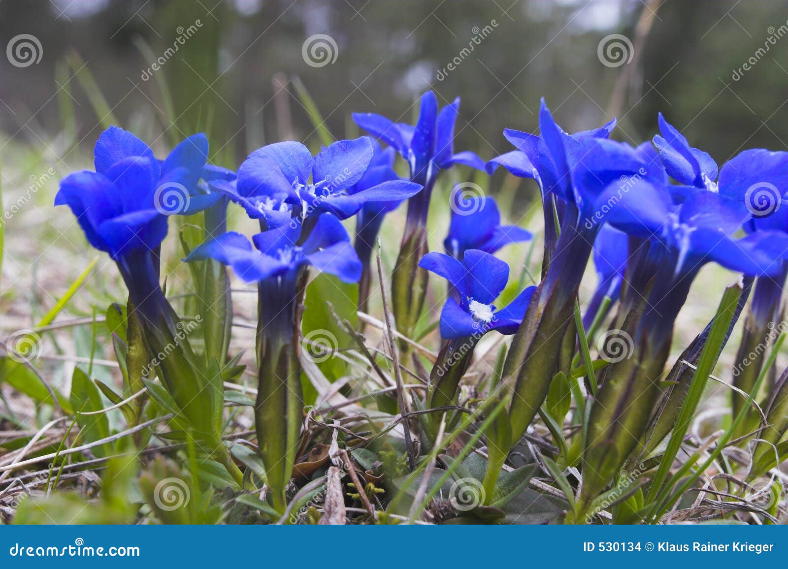 Spring gentian stock photo. Image of mountain, gentian - 530134