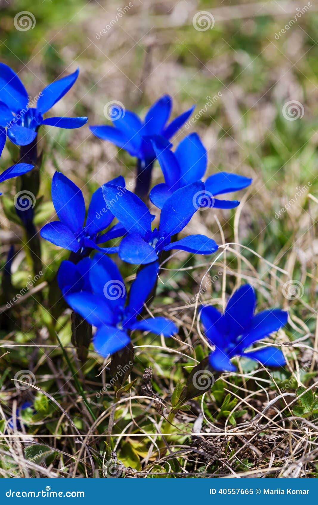 Spring gentian stock image. Image of ecology, irish, horizontal - 40557665