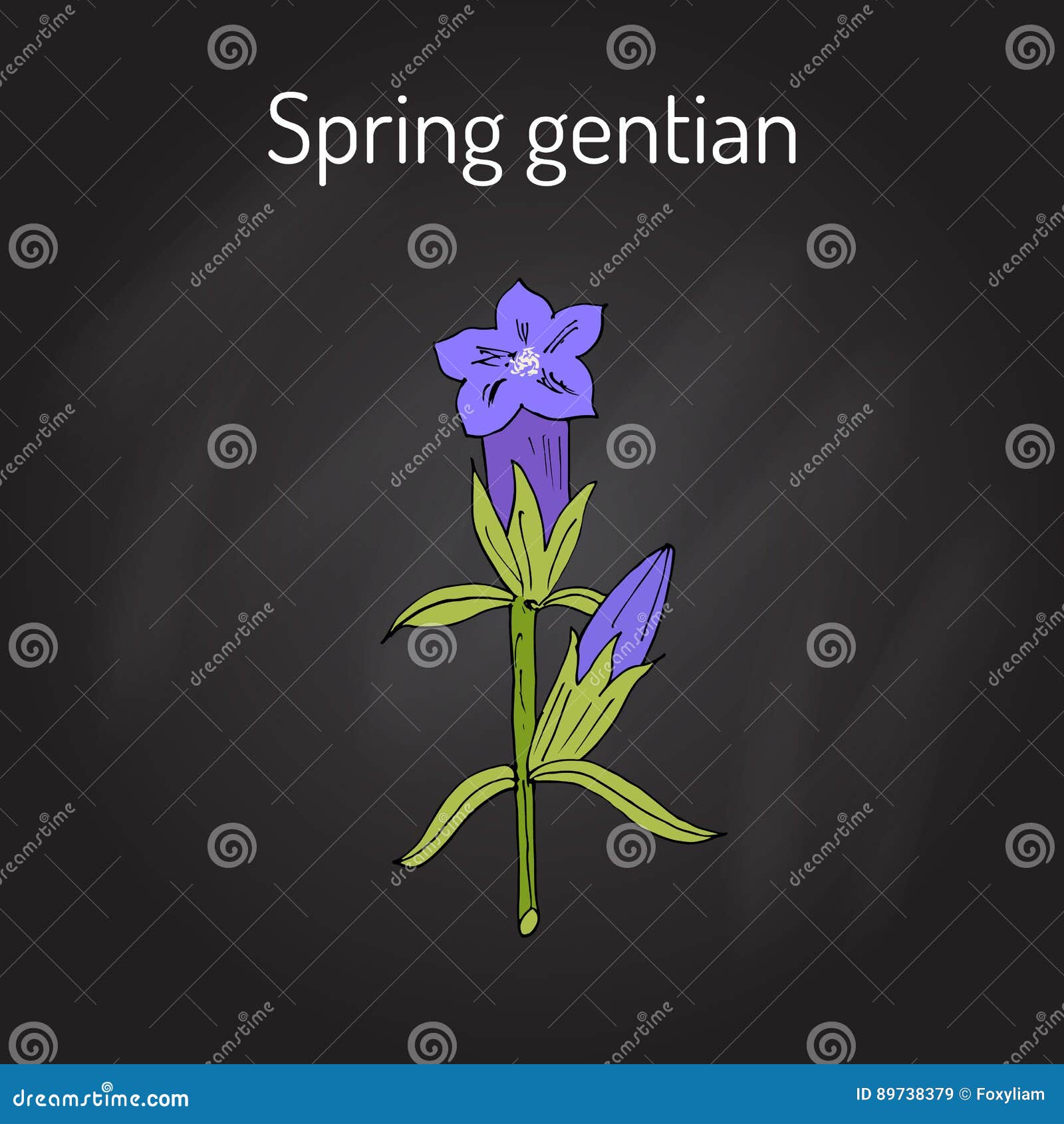 Spring Gentian Gentiana Verna Stock Vector - Illustration of leaf, icon ...