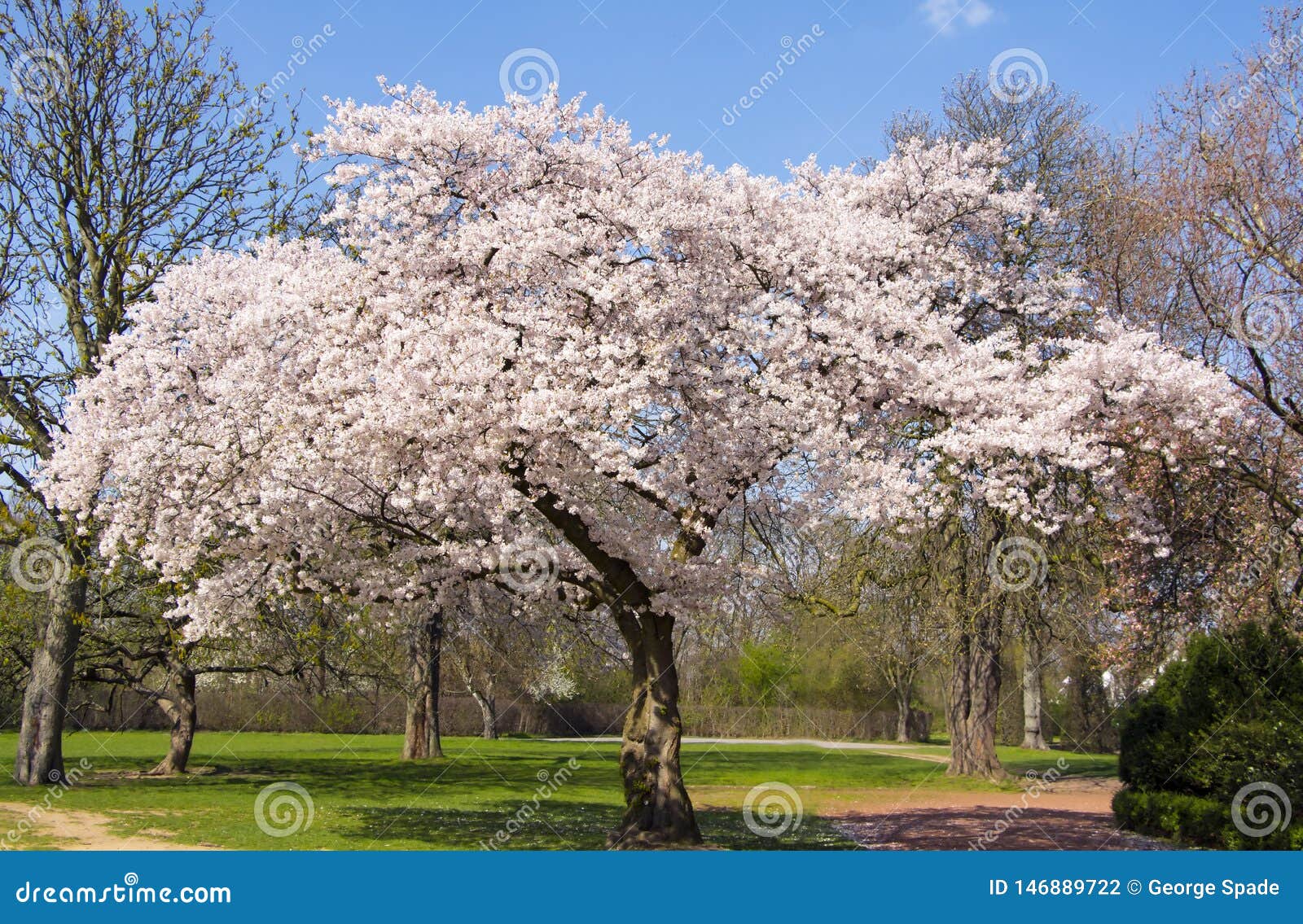 Spring in Germany stock photo. Image of bush, outdoors - 146889722