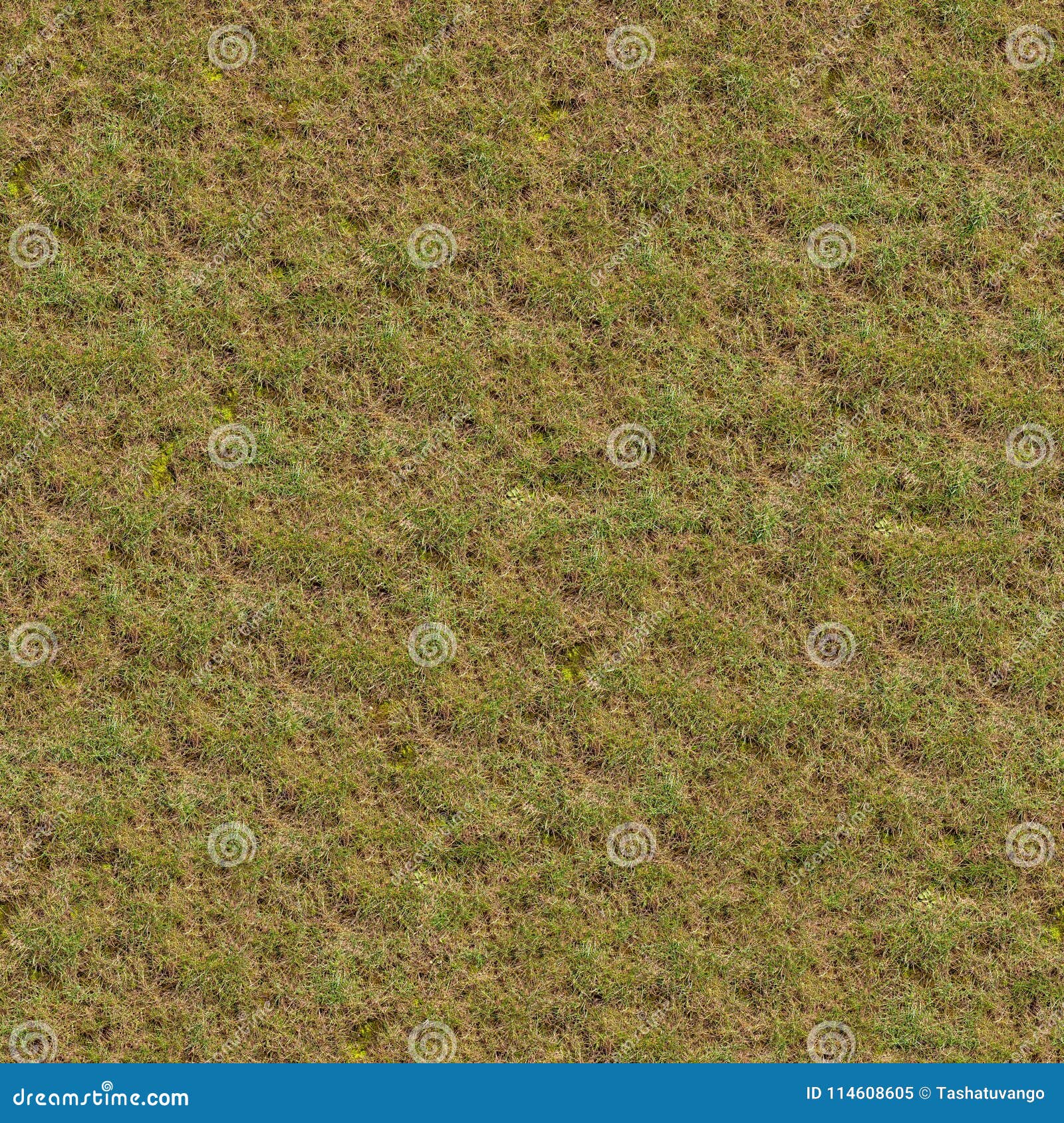 Seamless Texture of Spring Germinating Grass. Stock Image - Image of ...
