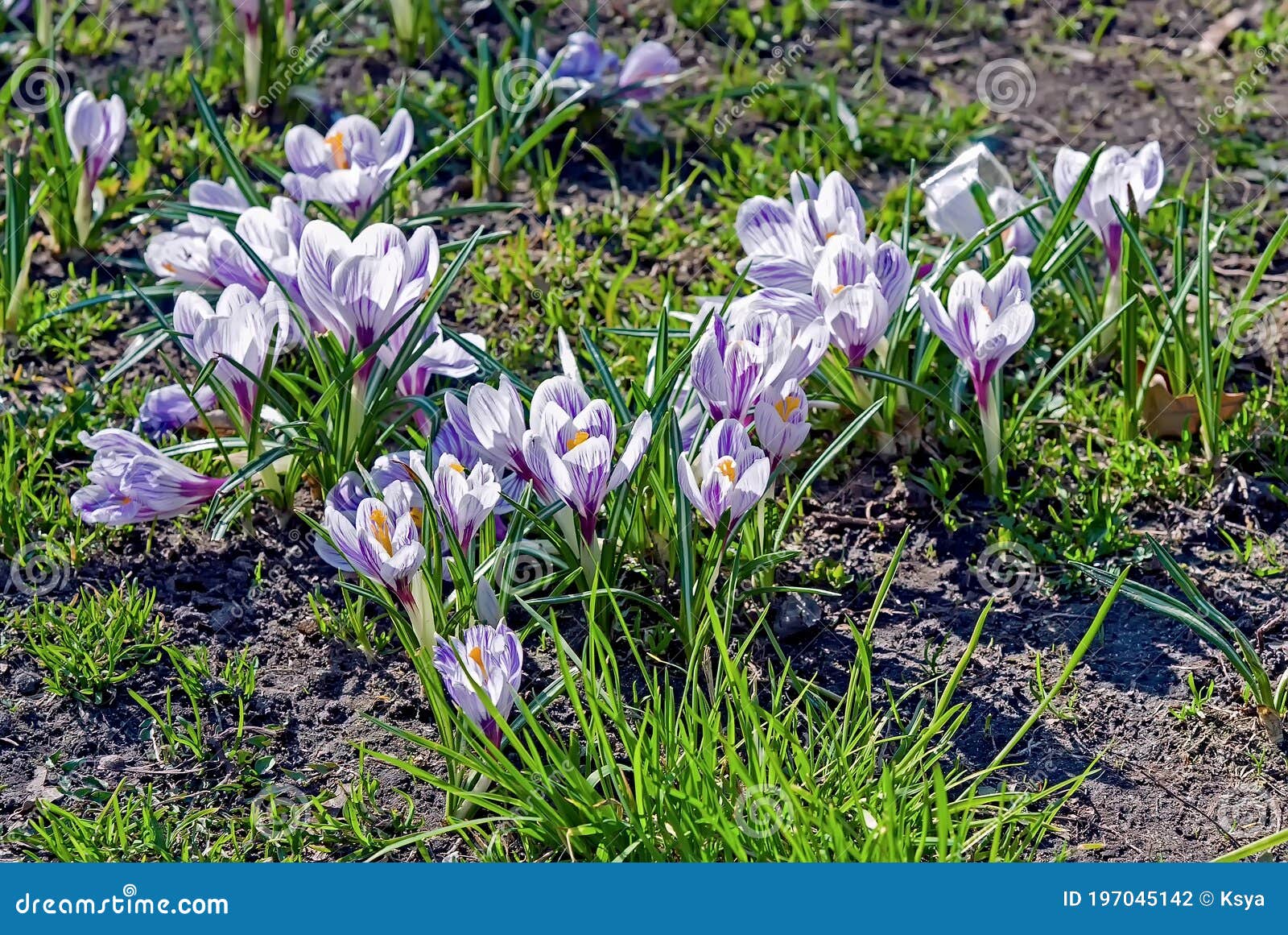Spring giant crocuses stock photo. Image of closeup - 197045142
