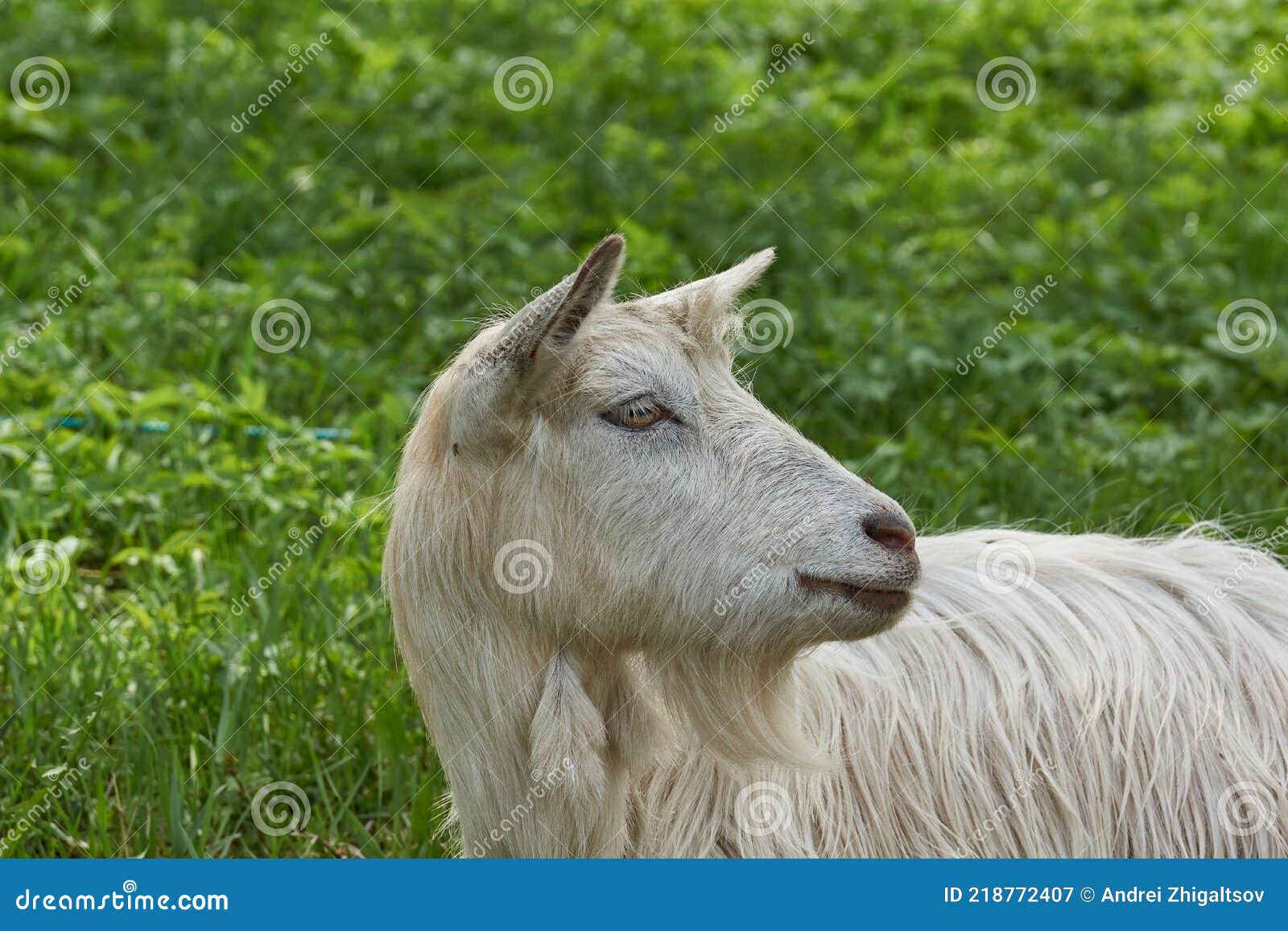 Spring. a Goat Grazes in a Meadow on a Warm May Day Stock Image - Image ...