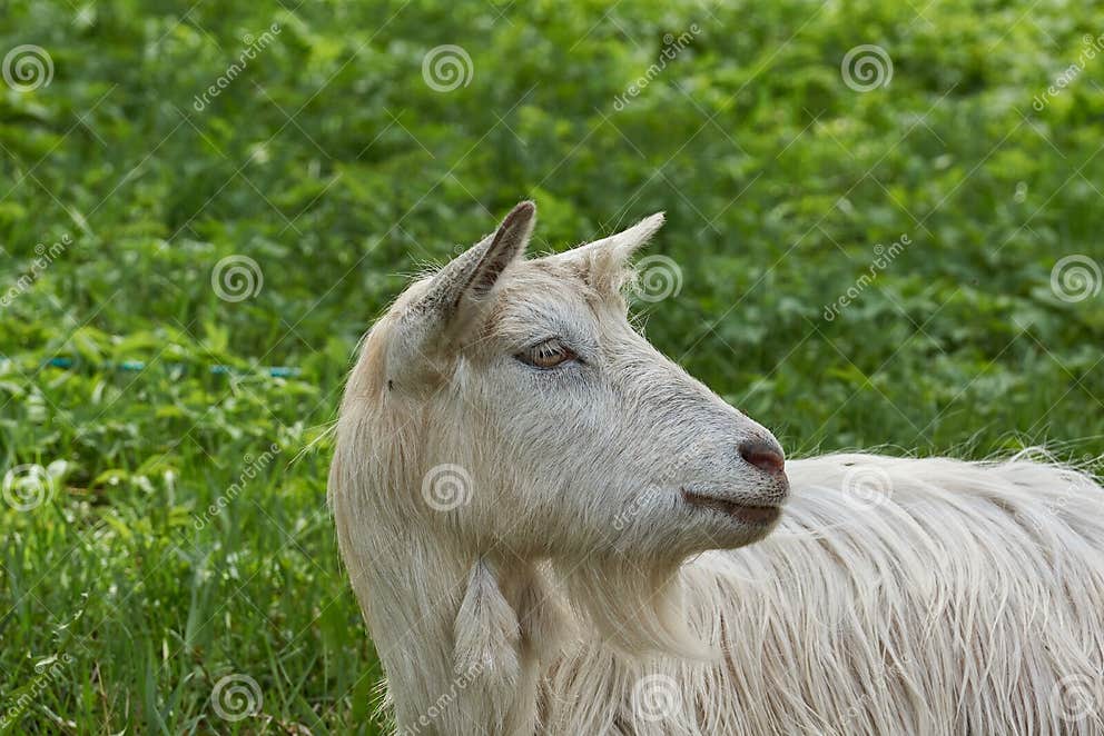Spring. a Goat Grazes in a Meadow on a Warm May Day Stock Image - Image ...
