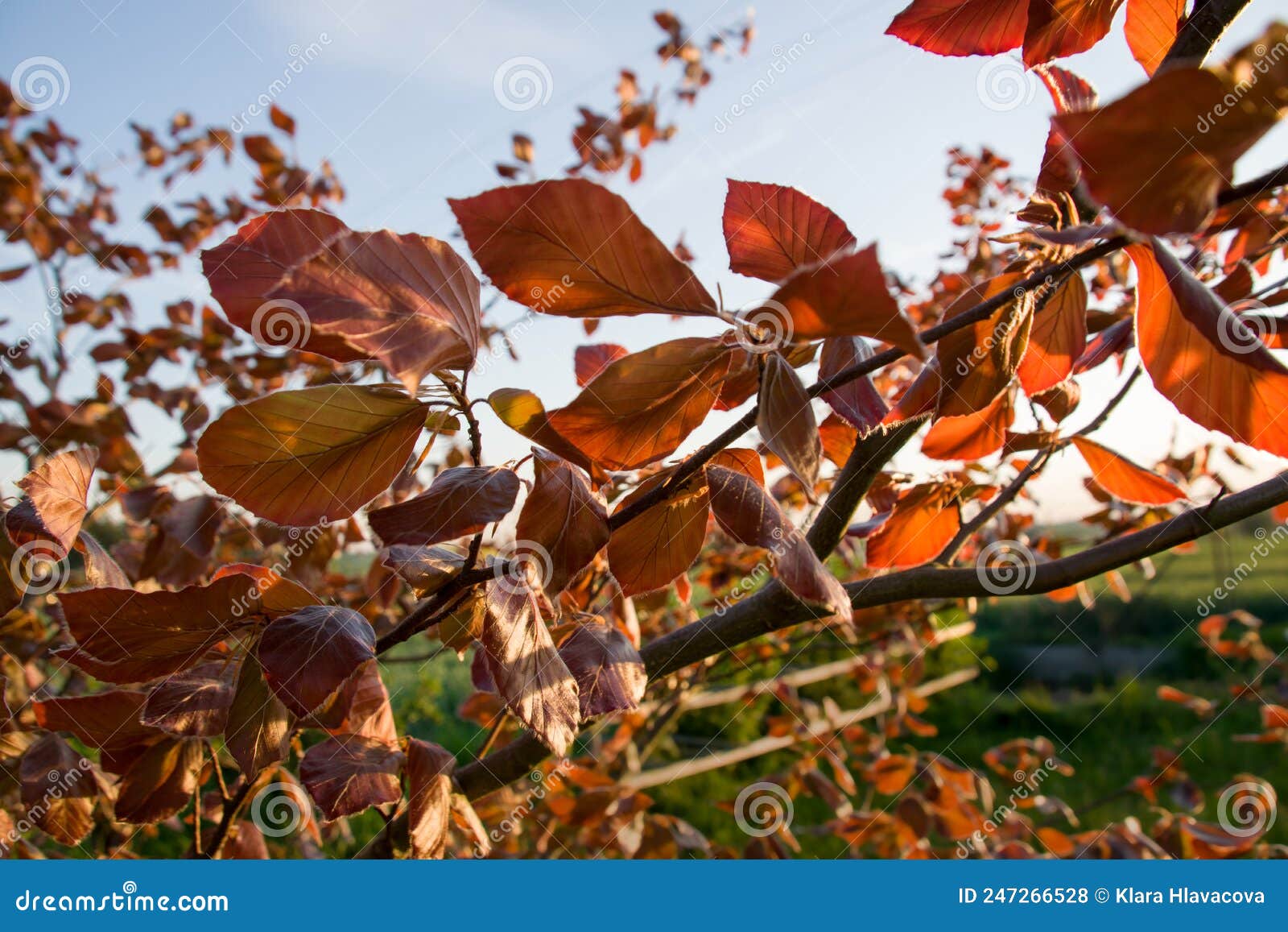 Spring Red Beech Leaves at Sunset Stock Photo - Image of orange, color ...