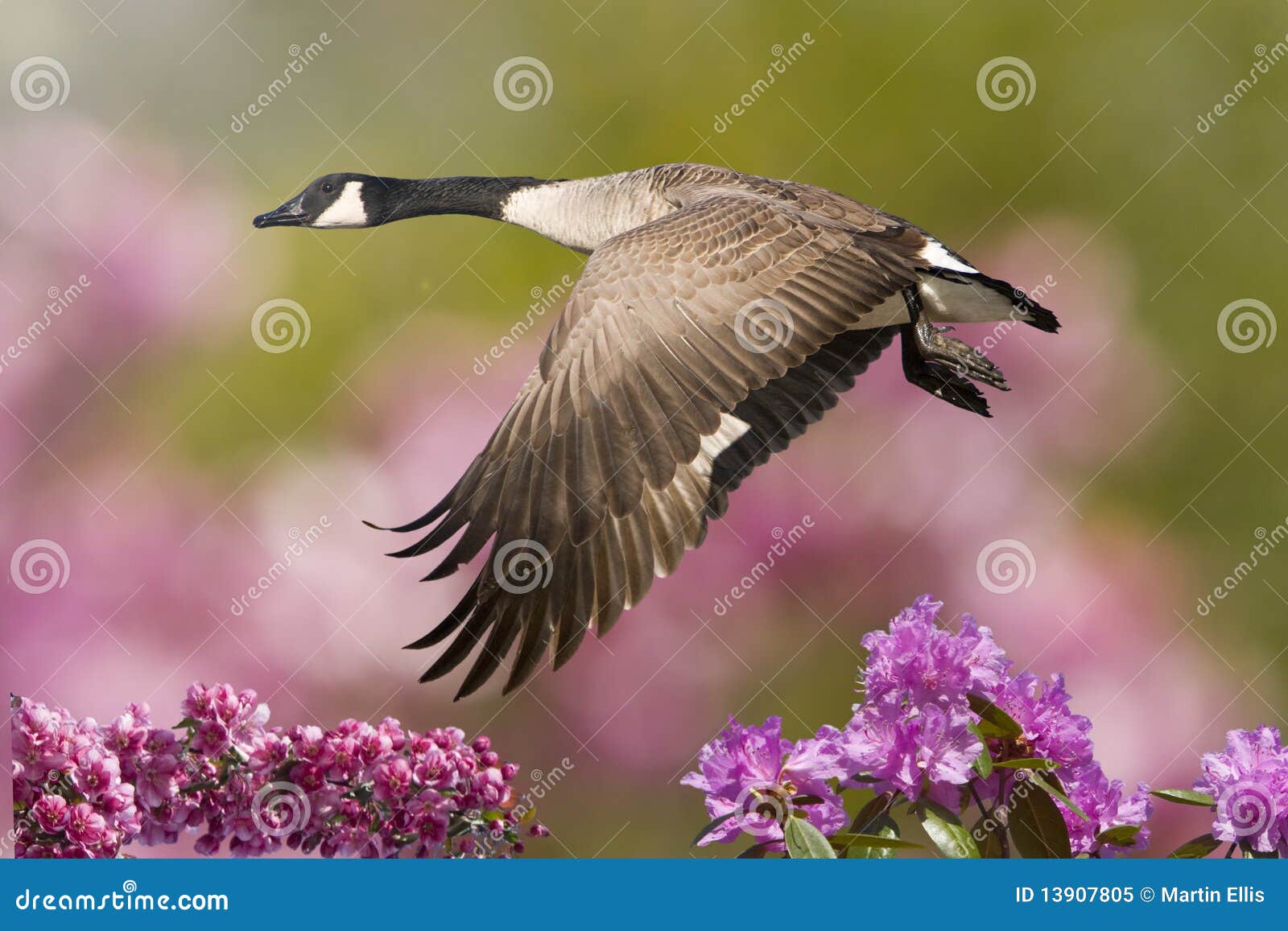 Spring Goose in Flight with Crab Apple Stock Image - Image of lake ...