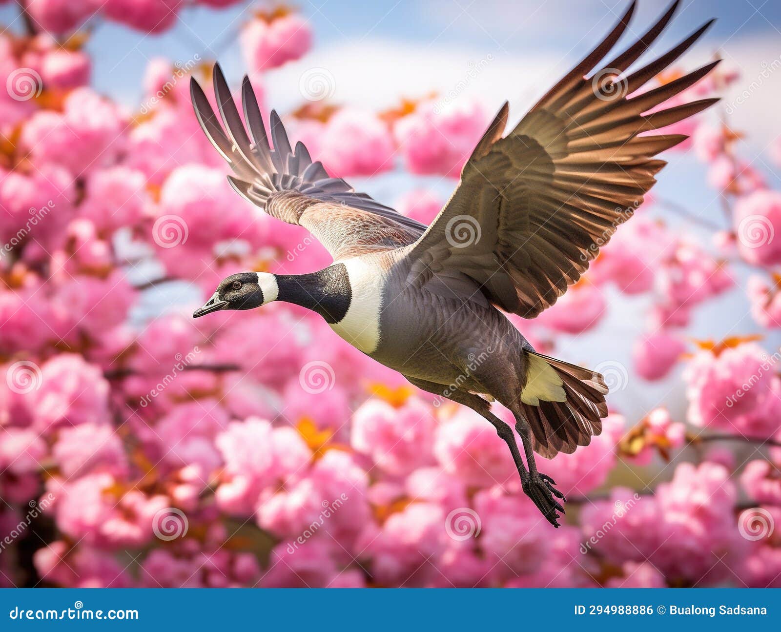 Spring Goose in Flight with Crab Apple Stock Illustration ...