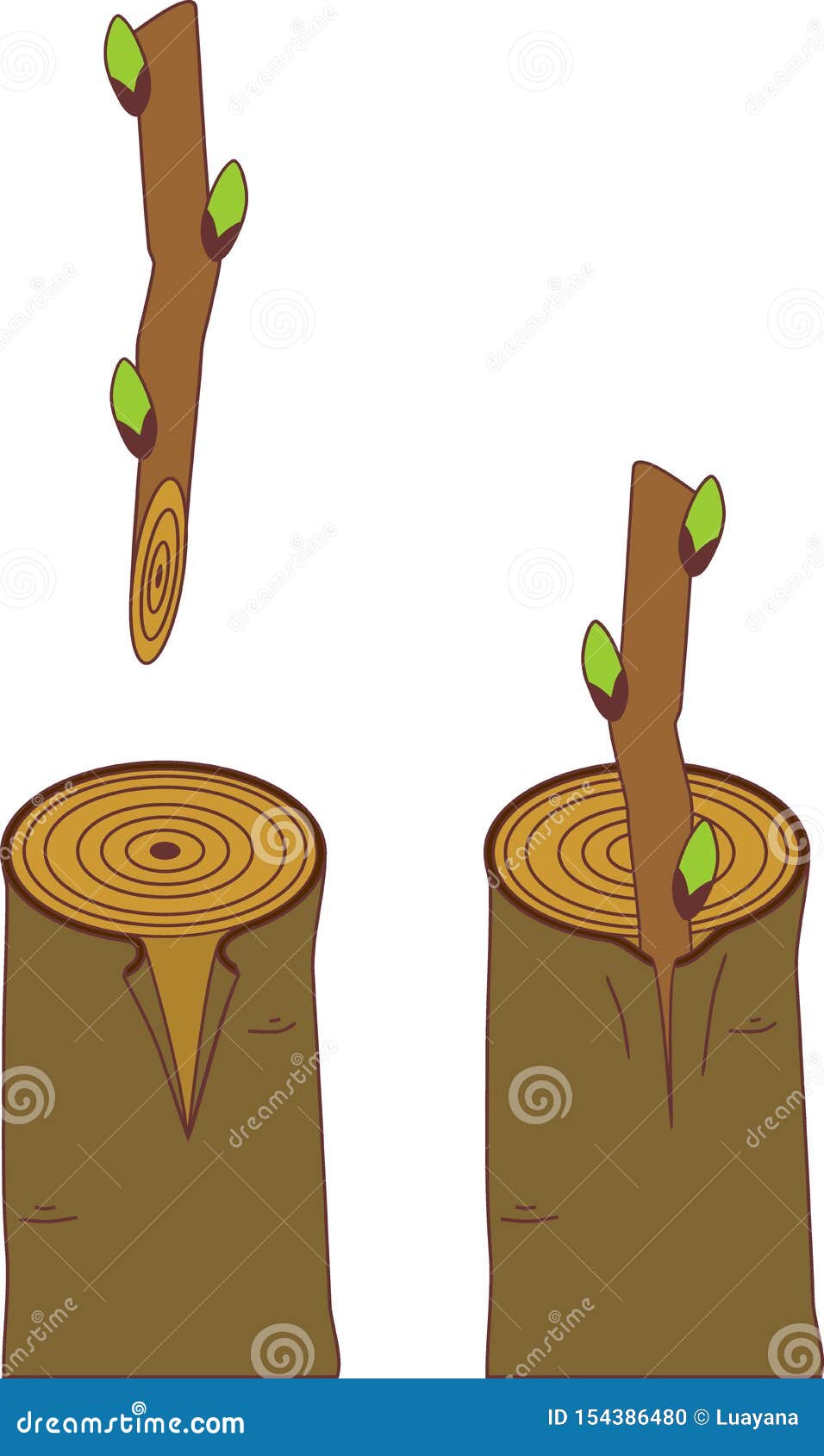 Spring grafting tree. stock vector. Illustration of white - 154386480