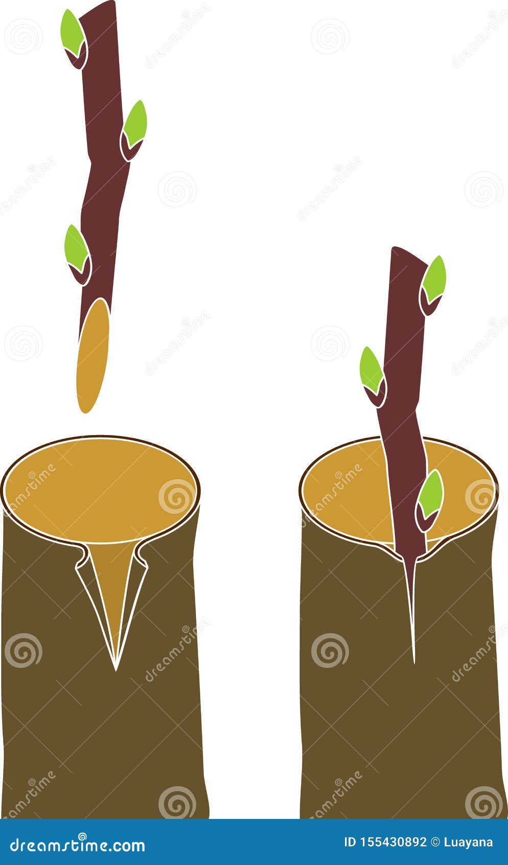 Spring grafting tree. stock vector. Illustration of branch - 155430892