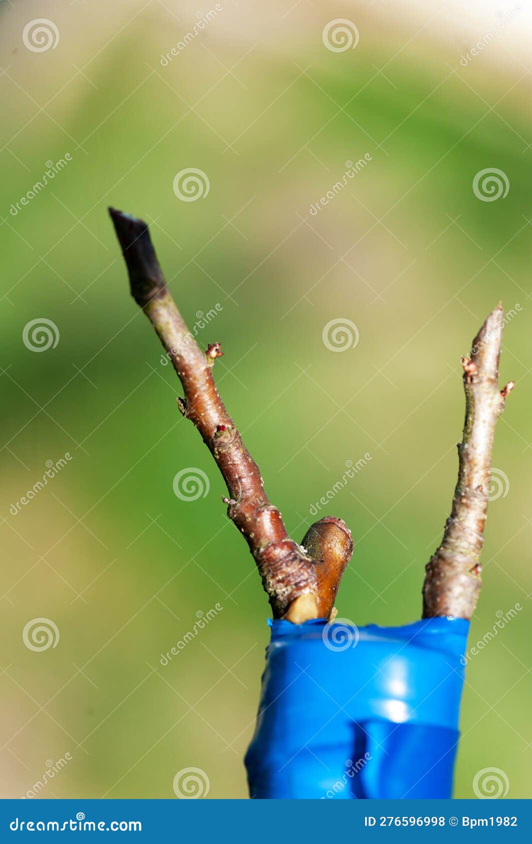 Spring grafting of trees stock photo. Image of concept - 276596998