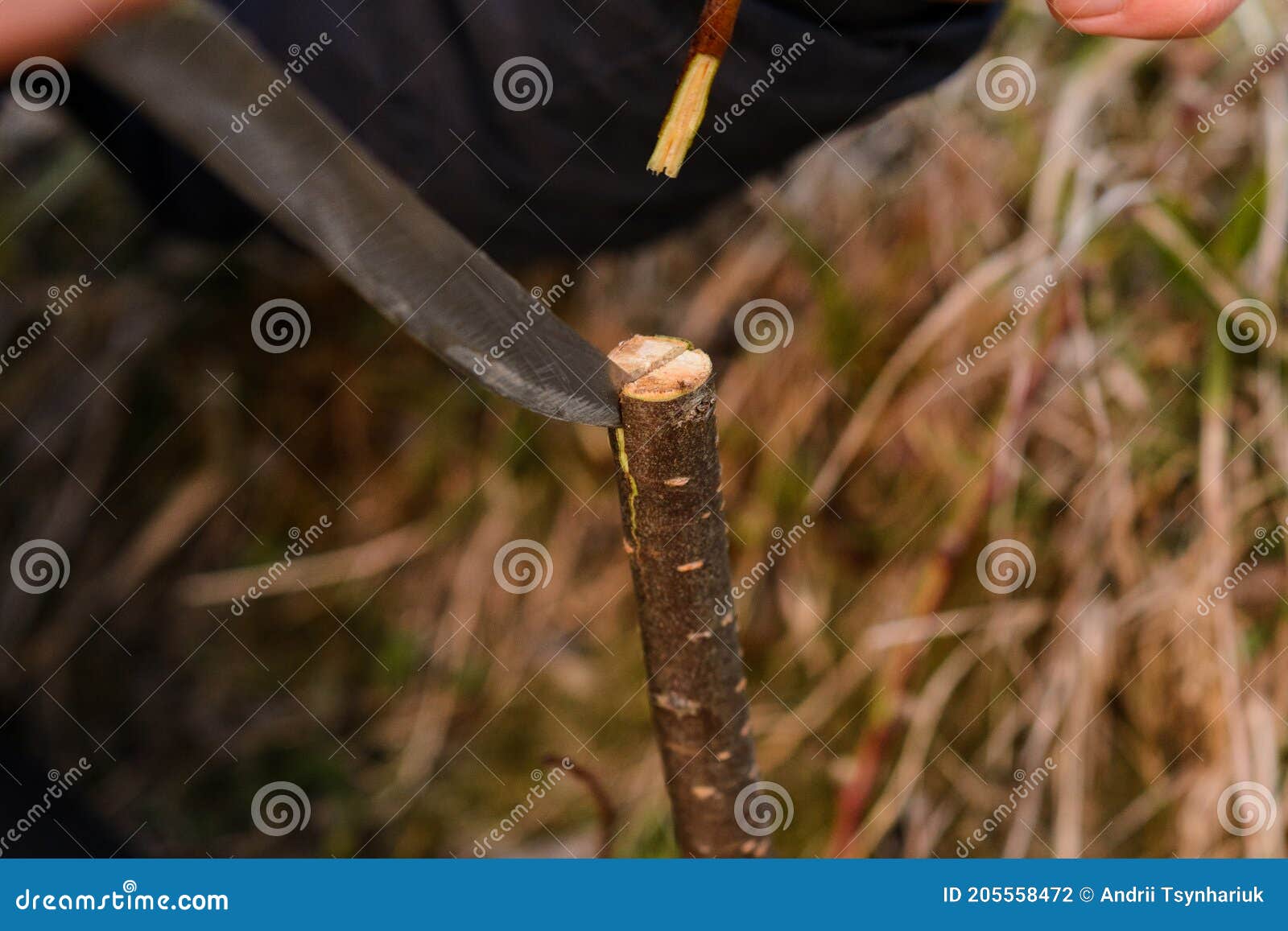 Grafting Trees - How To Graft A Tree. Grafting And Budding Fruit Tree ...