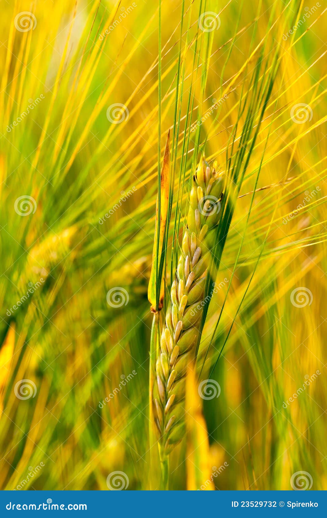 Spring grain stock photo. Image of farm, barley, environment - 23529732