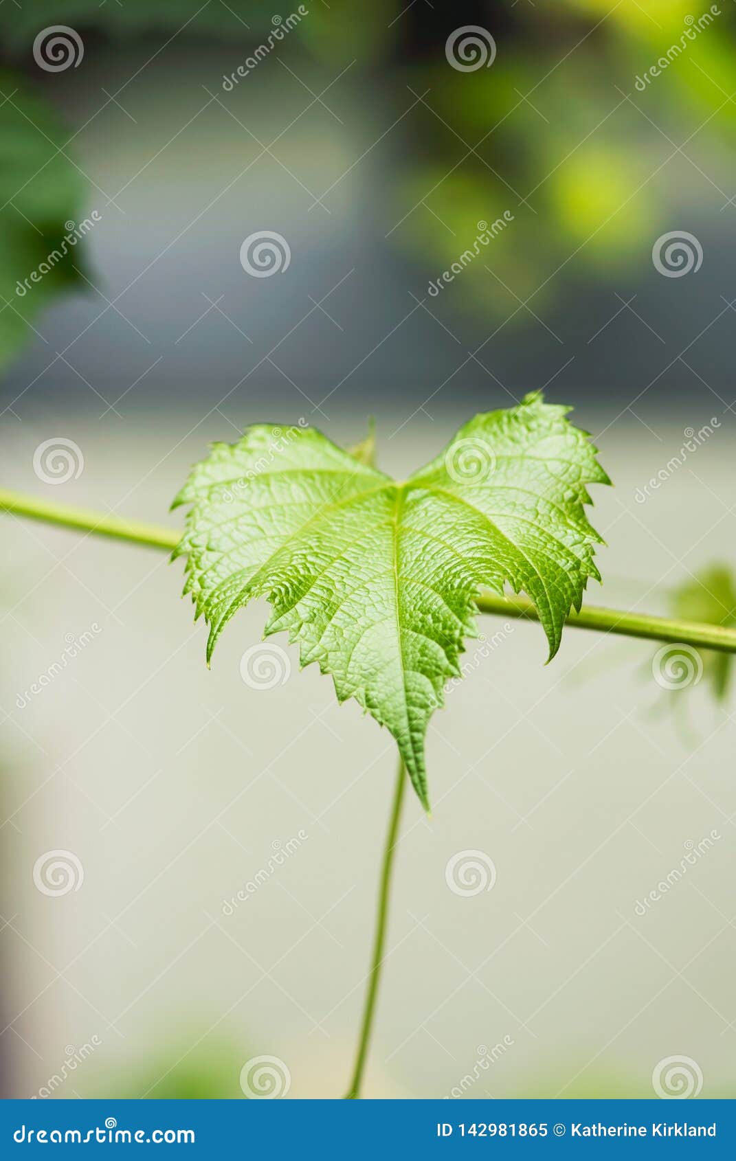 Spring Grape Leaf stock image. Image of greek, france - 142981865