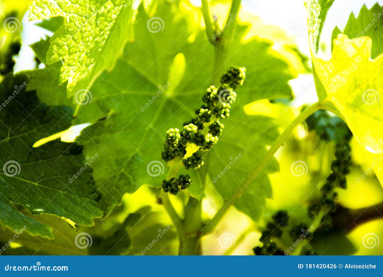 Spring with grapes one stock photo. Image of food, countryside - 181420426