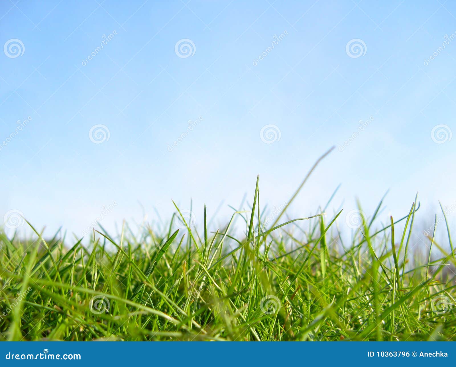 Spring grass stock photo. Image of garden, natural, blue - 10363796