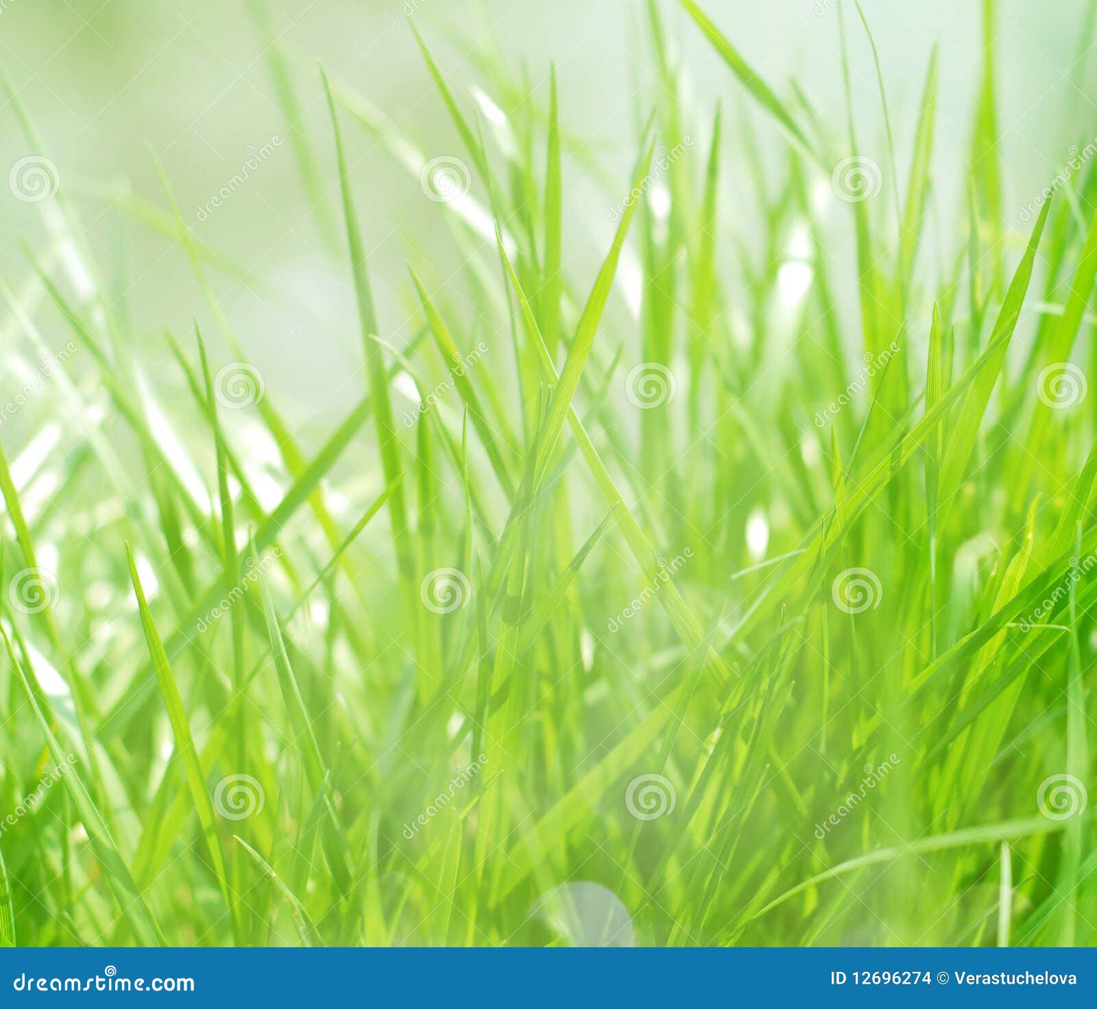 Spring grass stock photo. Image of drops, decoration - 12696274