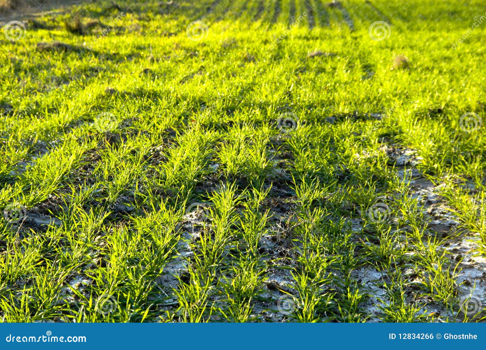 Spring grass stock photo. Image of field, farm, life - 12834266