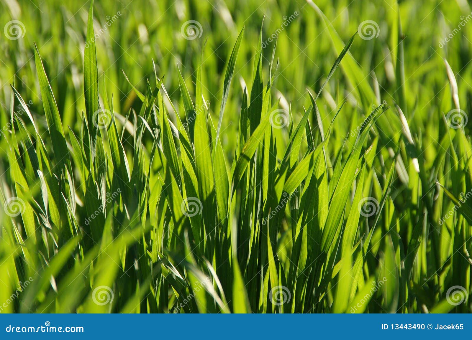 Spring Grass stock photo. Image of nature, gardering - 13443490
