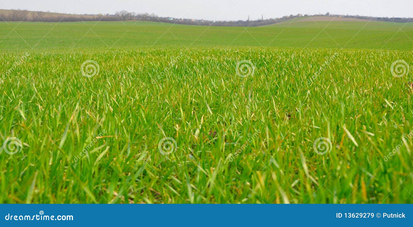 Spring grass stock image. Image of suburb, landscape - 13629279