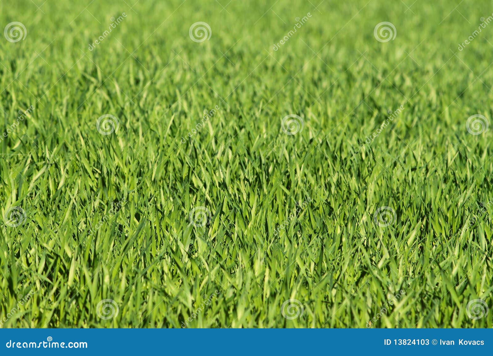 Spring grass stock image. Image of field, vegetation - 13824103
