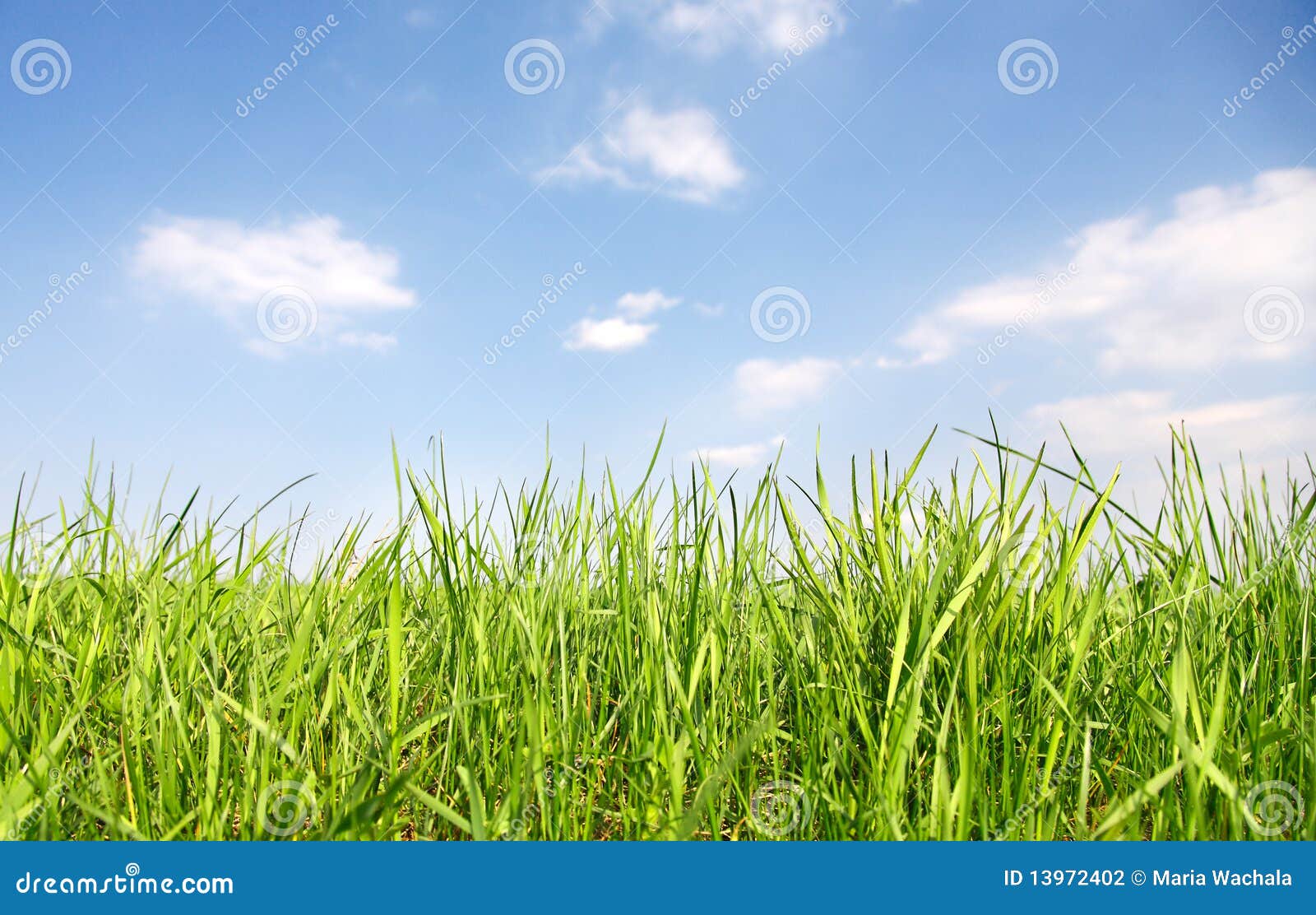 Spring Grass stock photo. Image of field, farm, clouds - 13972402