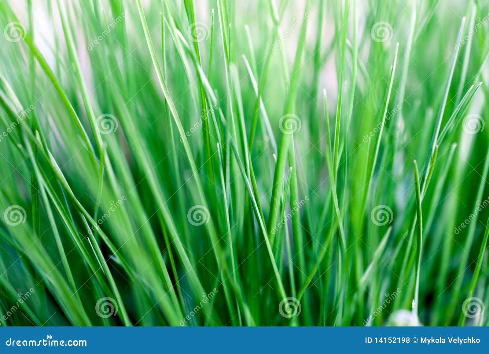 Spring grass stock photo. Image of green, bright, lawn - 14152198