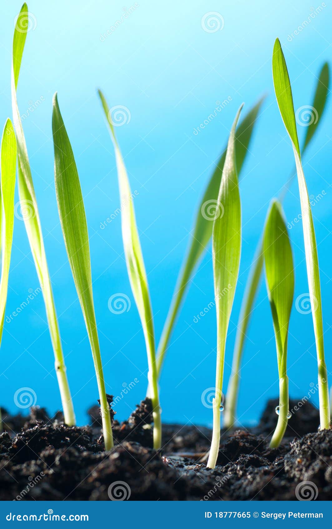 Spring grass stock image. Image of agriculture, macro - 18777665